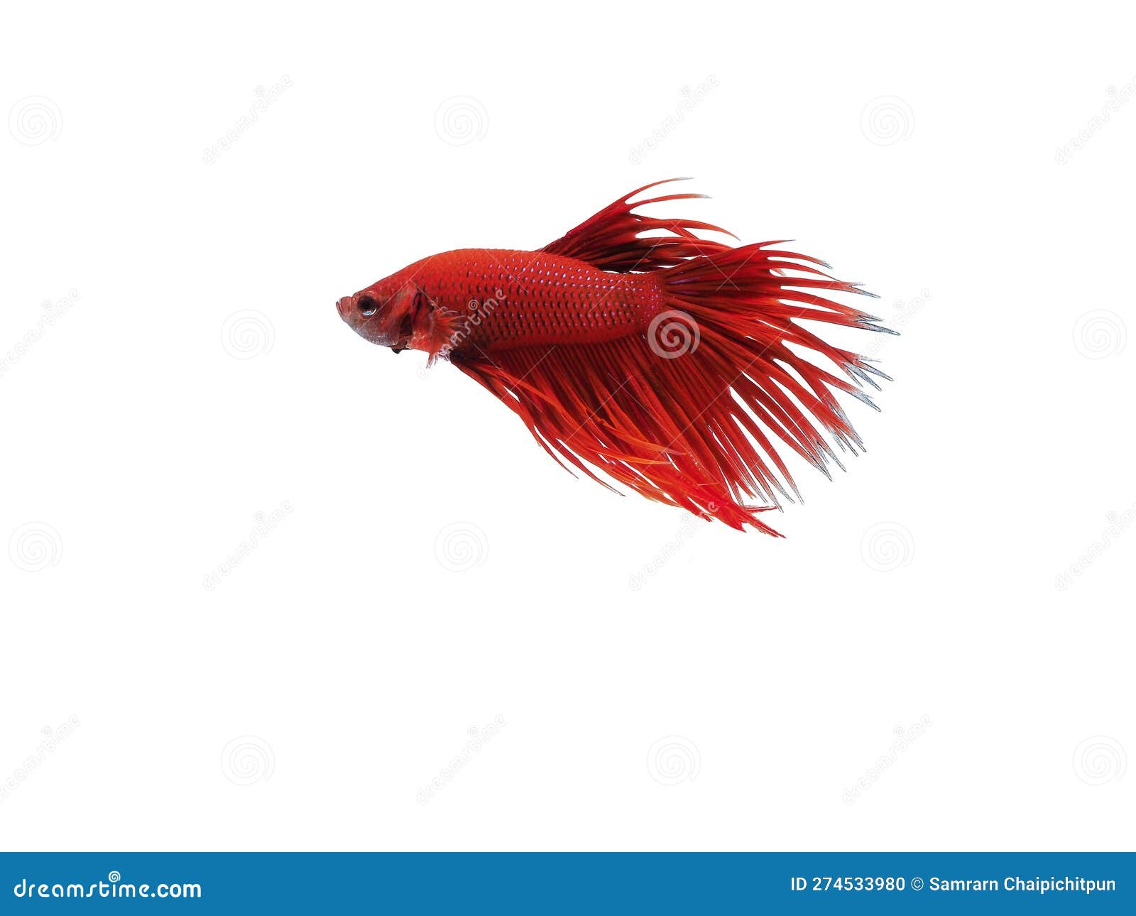 Side of Red Siam Fighting Fish on White Back Ground Stock Photo - Image ...