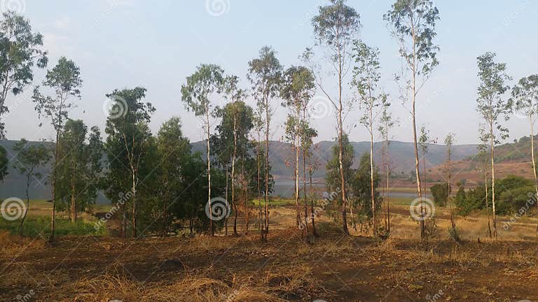 Side of River jungle stock image. Image of jungle, river - 216843195