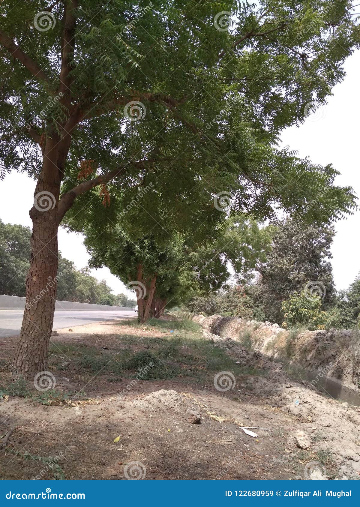 Neem trees line stock image. Image of road, neem, trees - 122680959