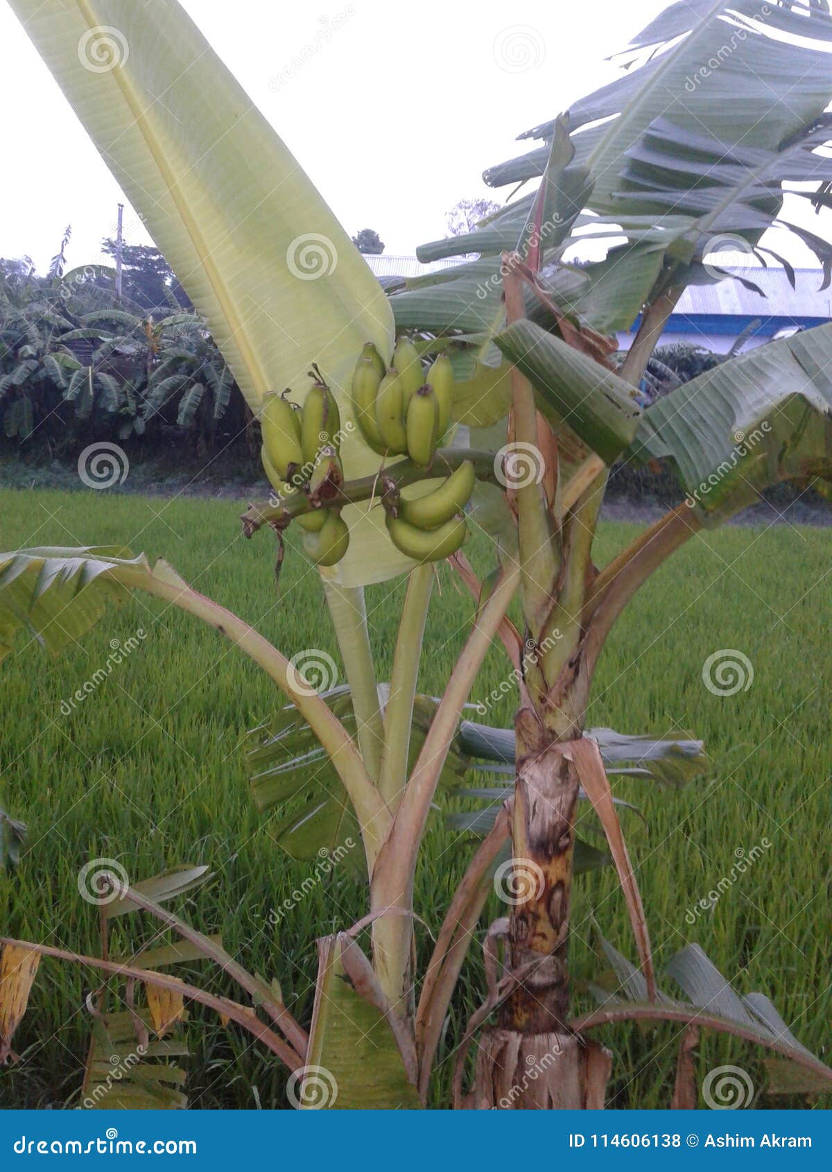 The little banana tree stock photo. Image of little - 114606138