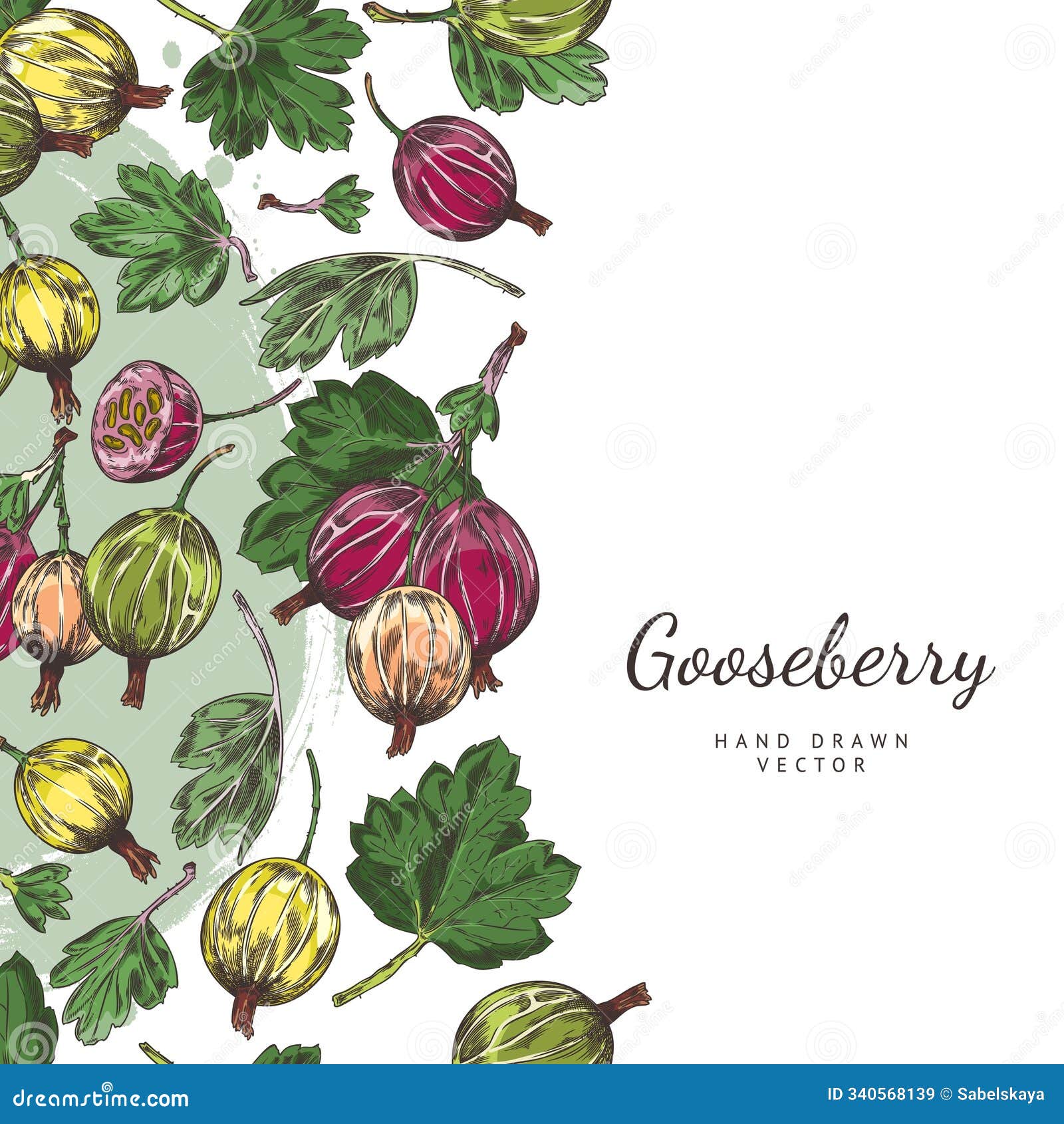 Seamless Border Illustration of Green and Red Gooseberries and Leaves ...