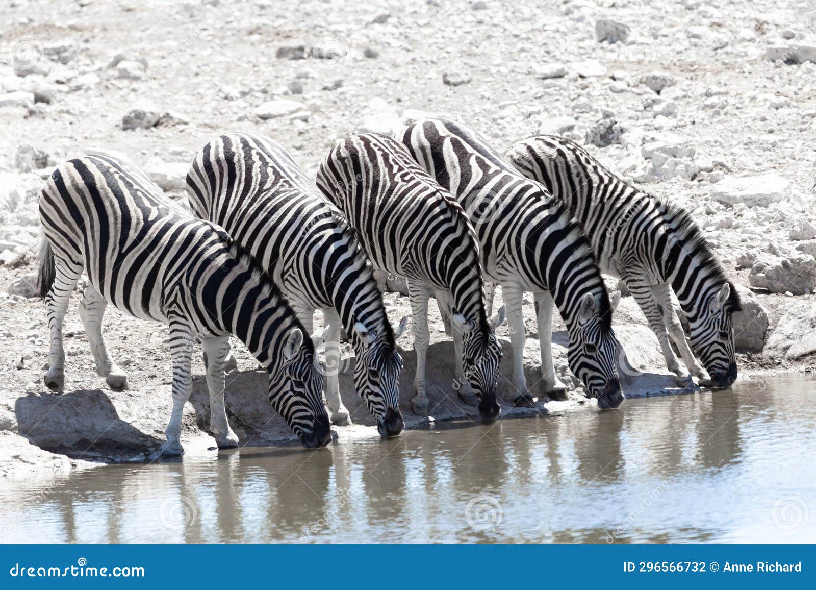 Side Selective Focus View of Five Plains Zebras Drinking from a ...
