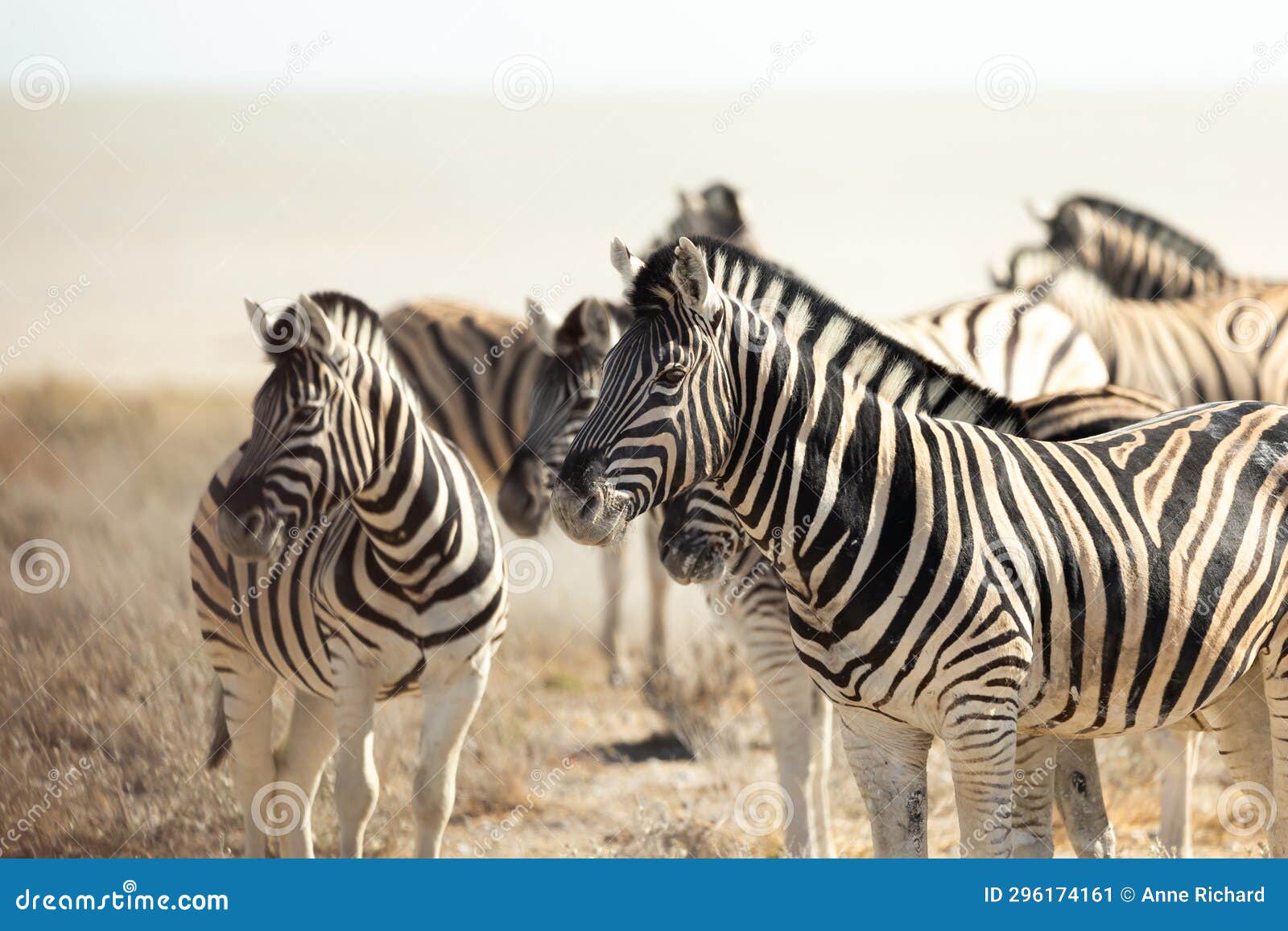 A Herd Of Plains Zebra Standing Together In Savanna Park On Summer Day ...