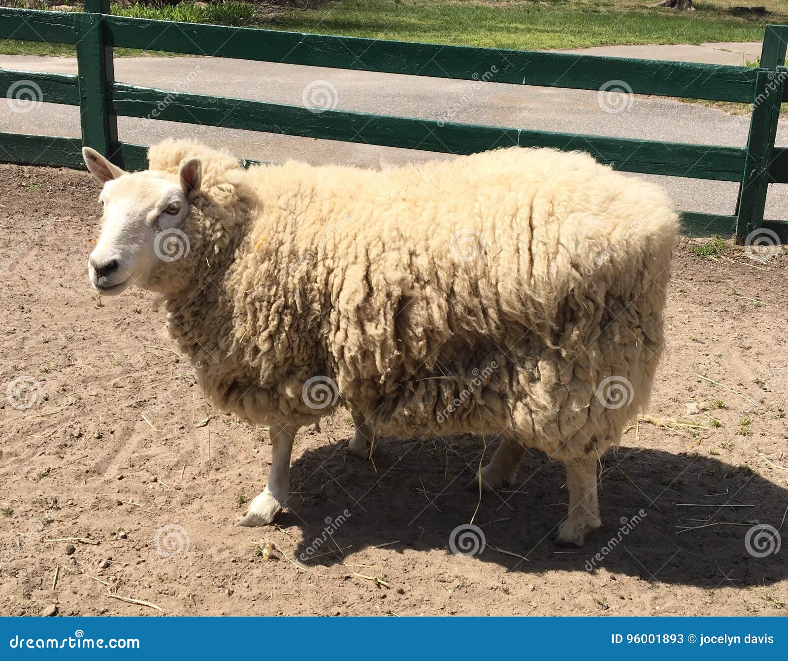 Side of sheep stock image. Image of animal, livestock - 96001893