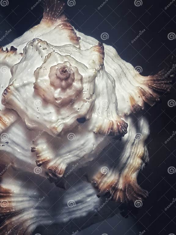 Side shell relief stock image. Image of sculpture, painting - 211697895