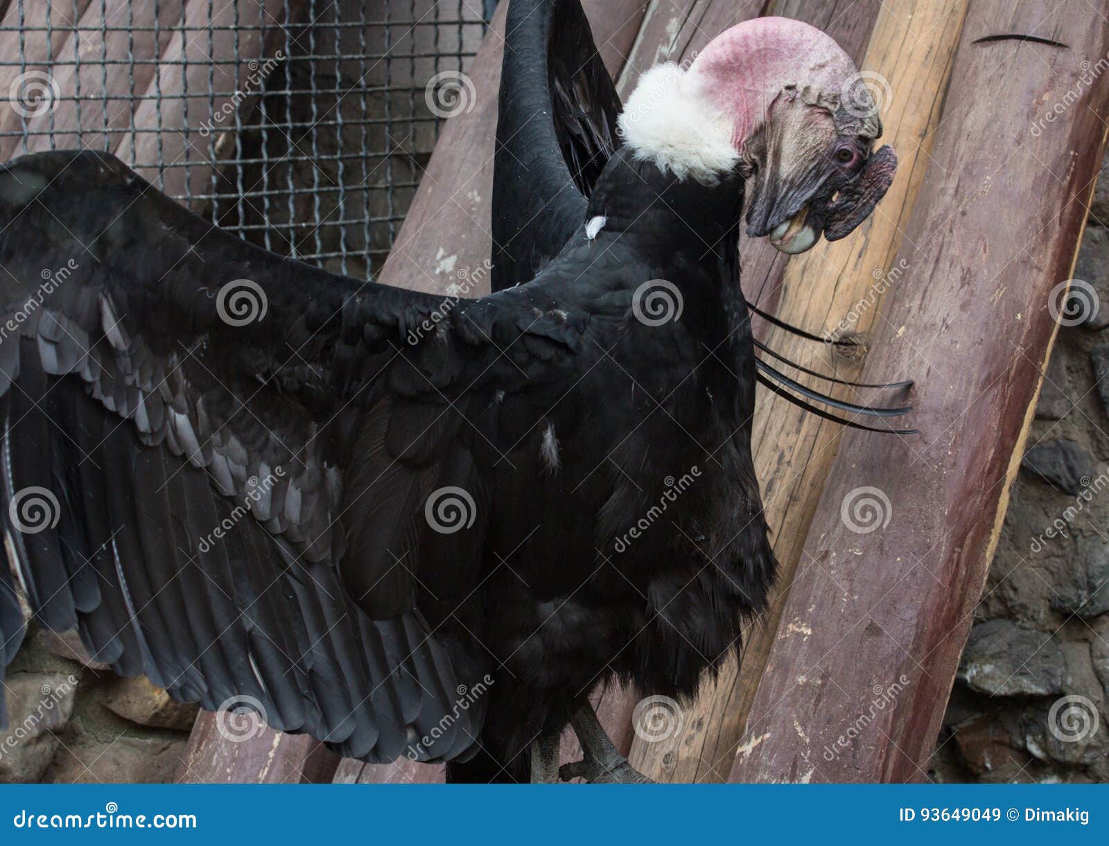 Side Shot of Andean Condor with Open Wings Stock Image - Image of cute ...