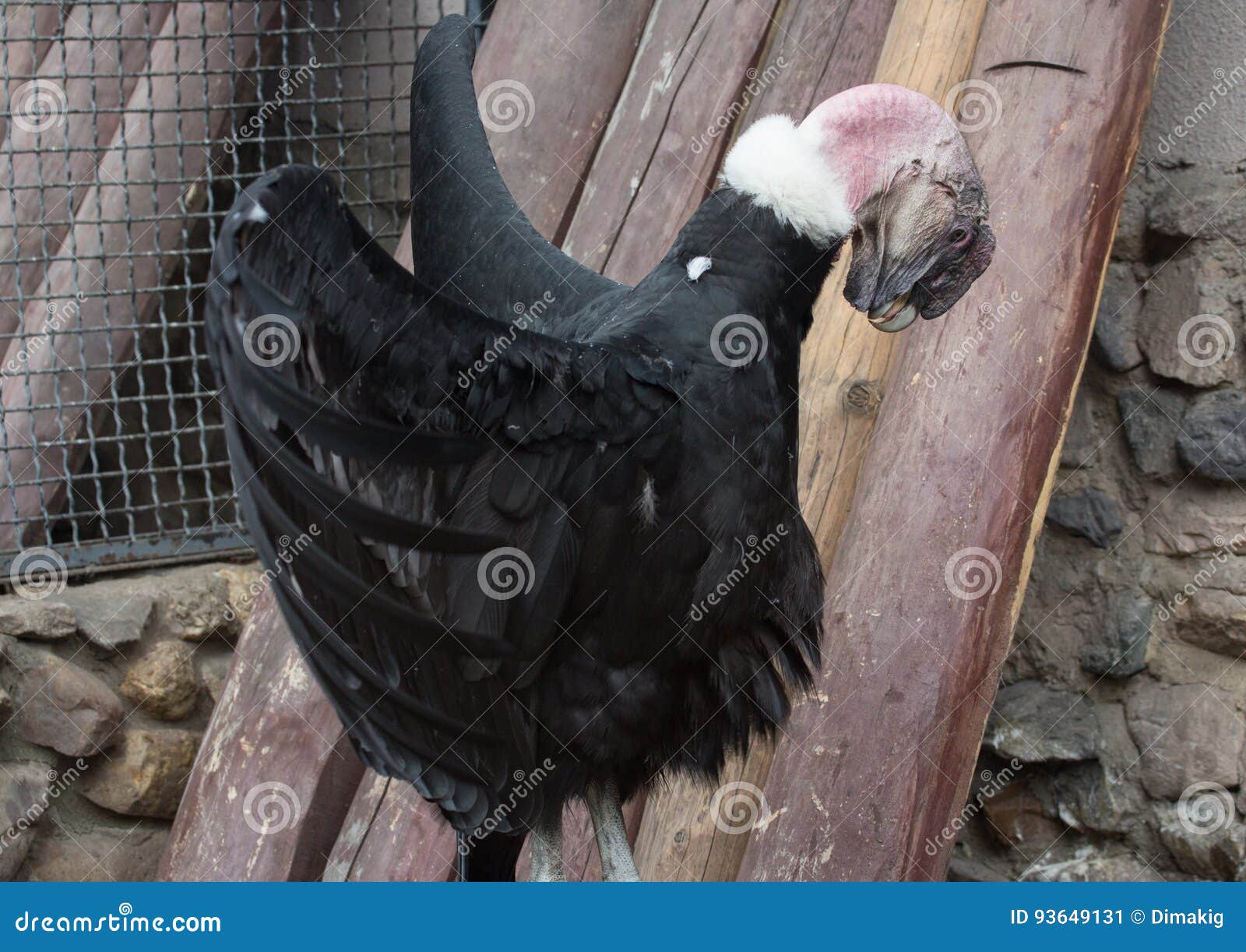 Side Shot of Andean Condor with Open Wings Stock Image - Image of ...