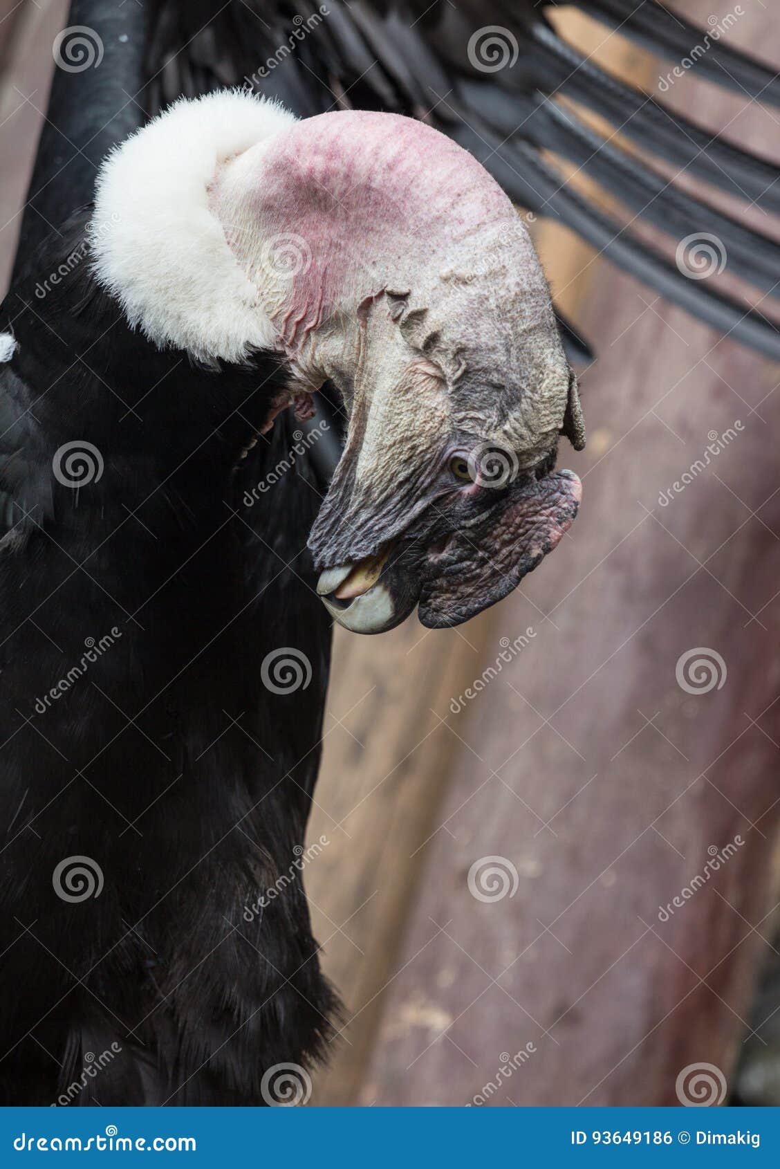Side Shot of Andean Condor with Open Wings Stock Photo - Image of ...