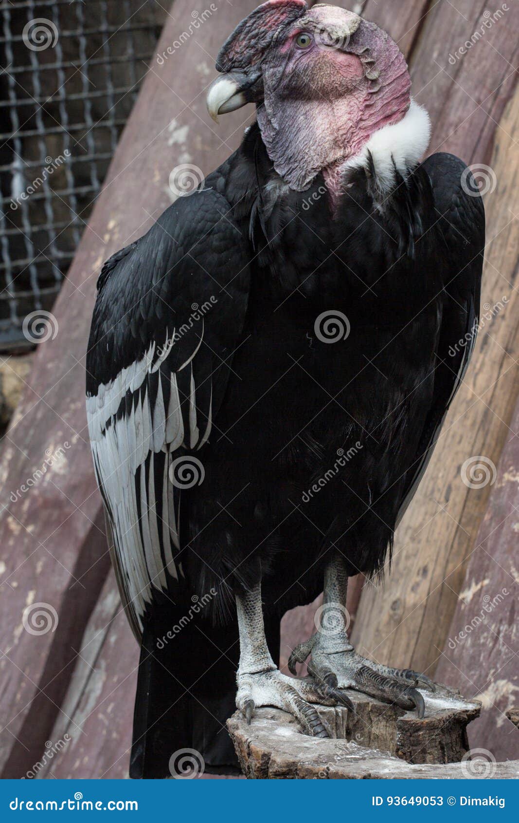 Side shot of andean condor stock image. Image of beauty - 93649053