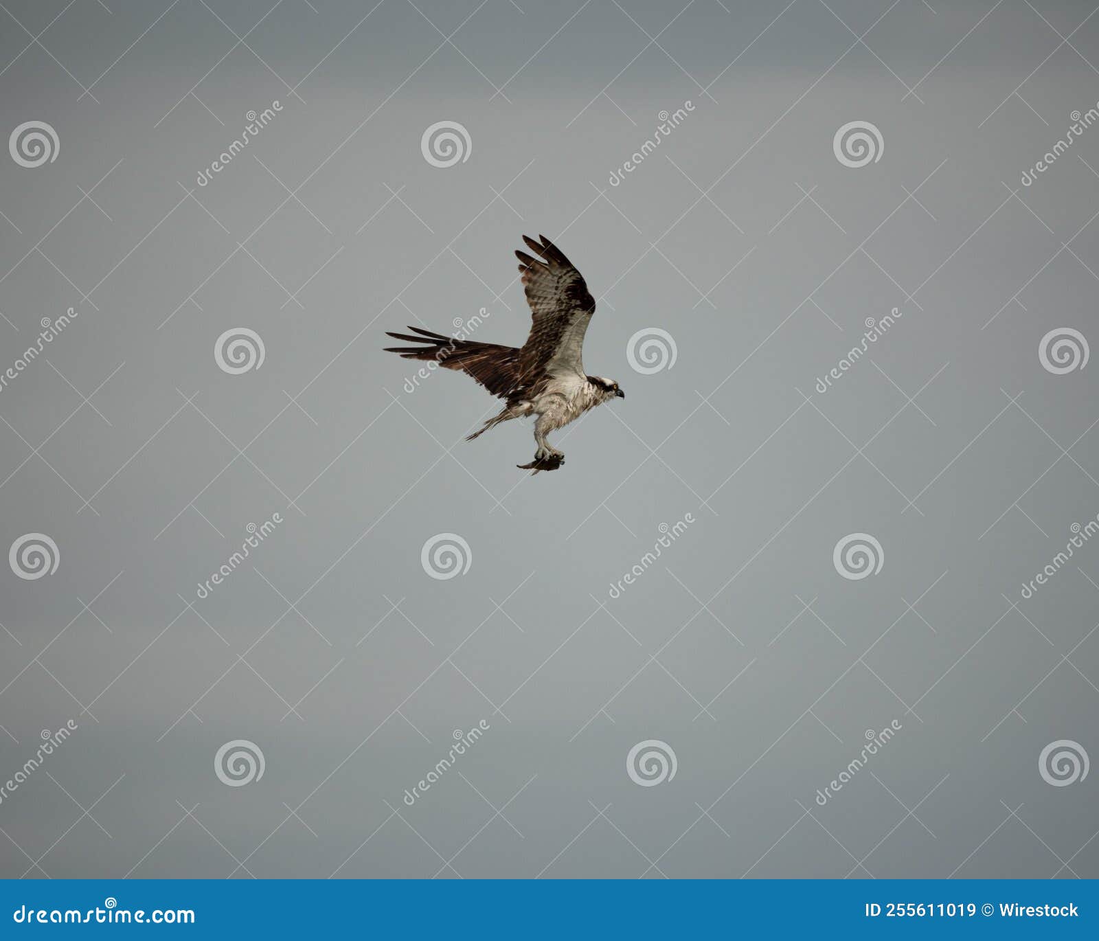 Side Shot of an Osprey Flying in the Sky and Holding a Fish with Talons ...