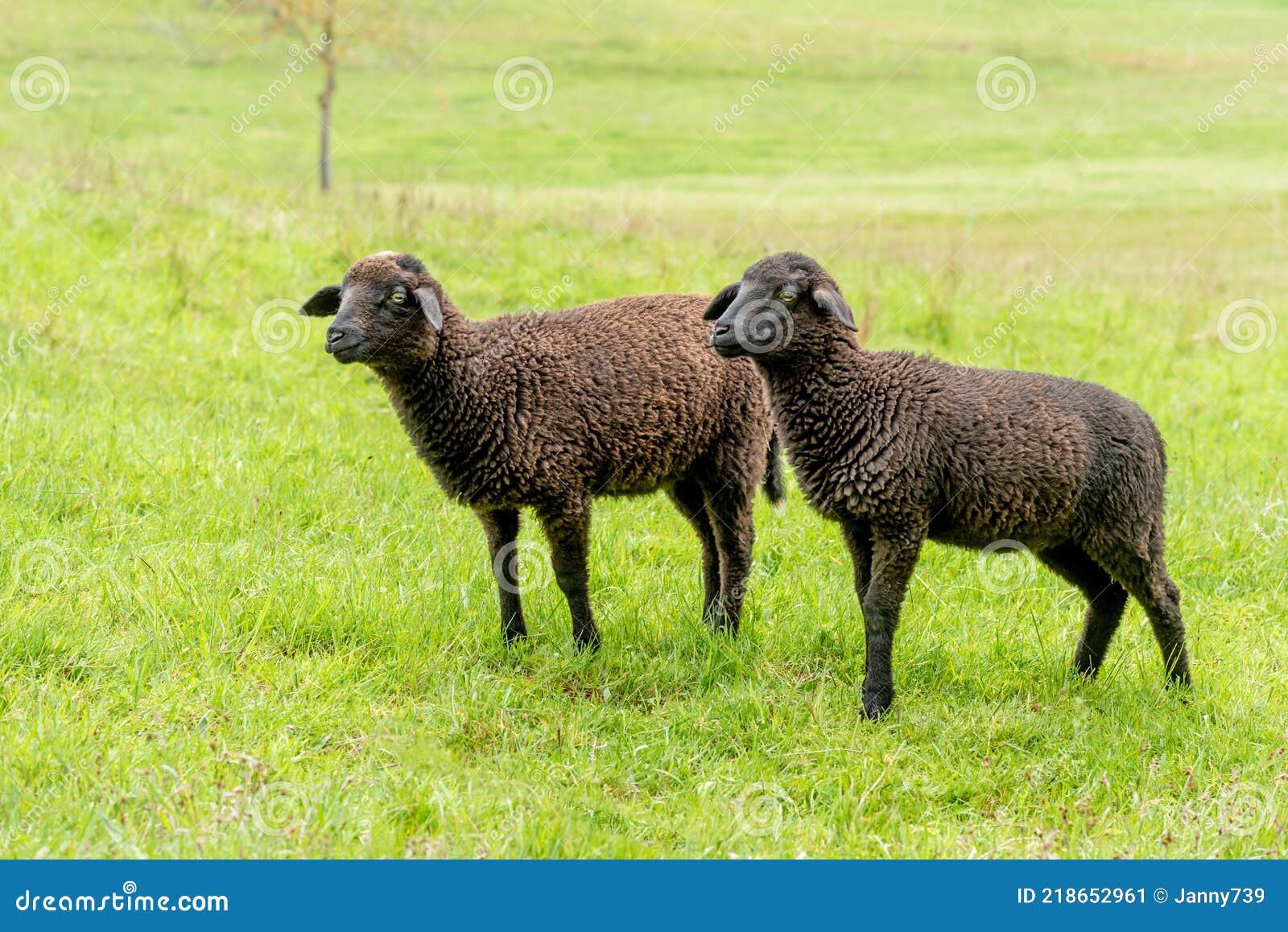 Side Shot of Two Brown Lambs Standing Next To Each Other in a Meadow ...
