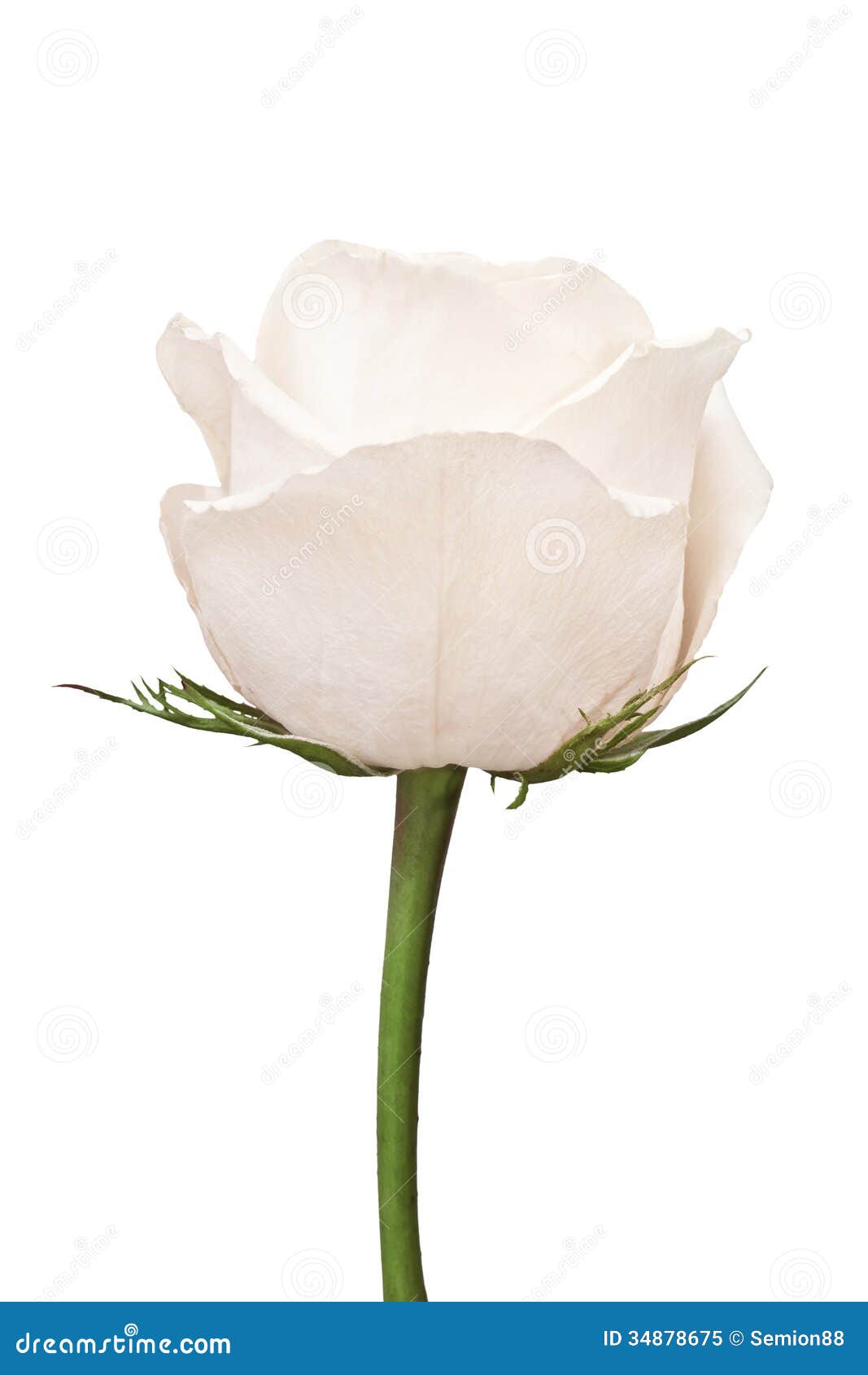 The Side Shot of White Rose Stock Image - Image of gift, plant: 34878675