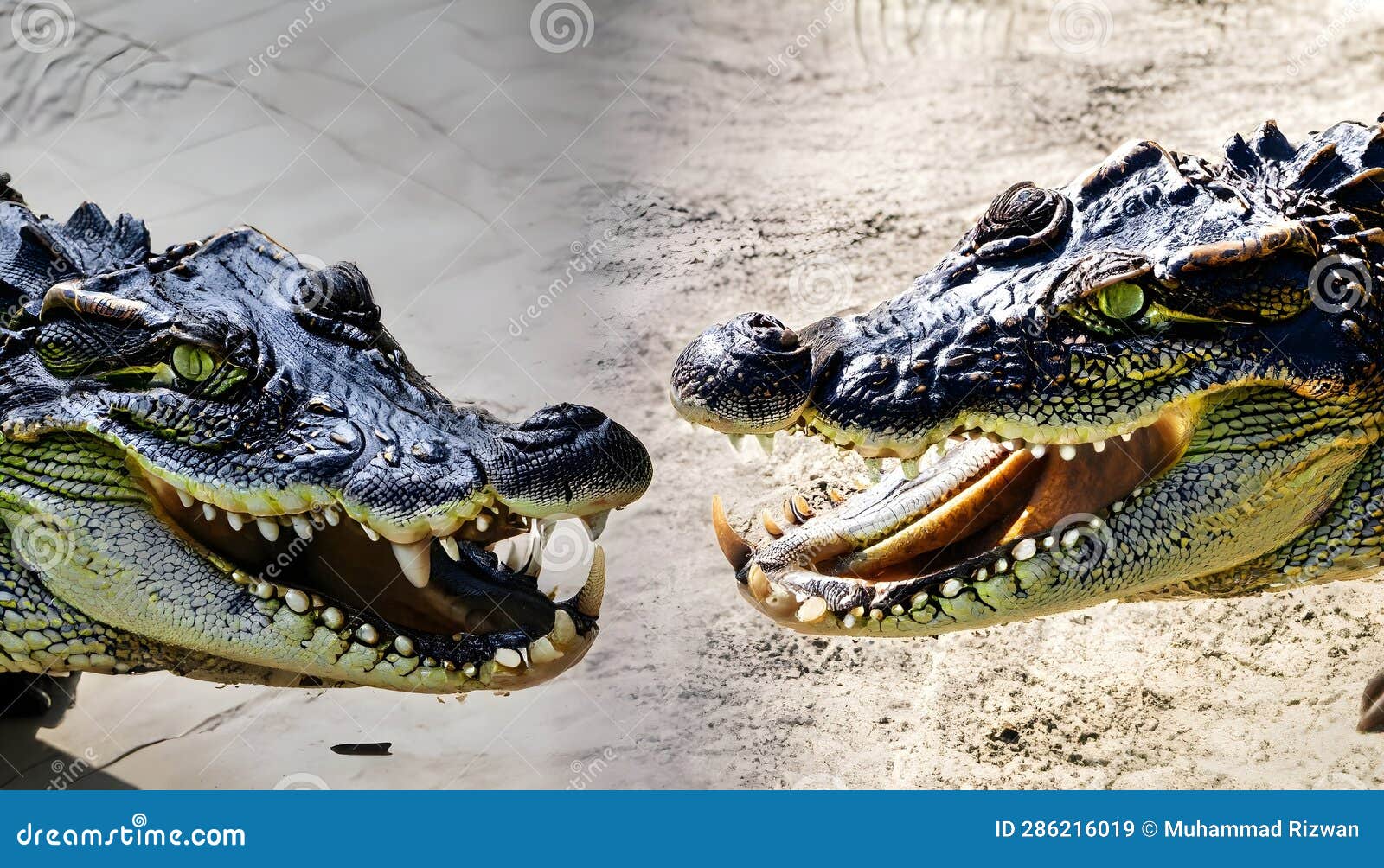 A Side-by-side Comparison Image of an Alligator and a Crocodile Stock ...