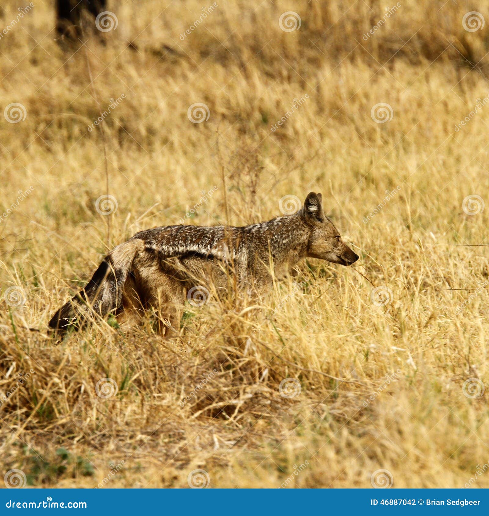 Side-striped Jackal stock photo. Image of canine, chordata - 46887042