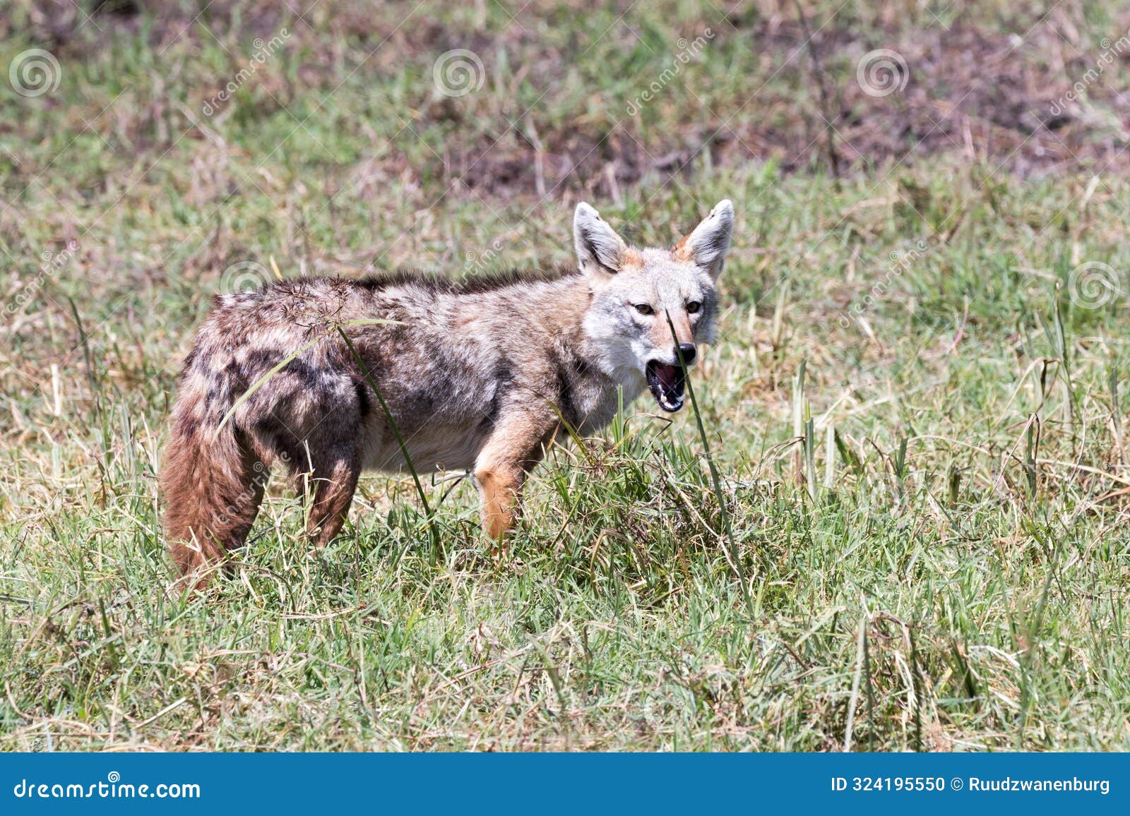 Side-striped Jackal Mouth Open Stock Photo - Image of africa, hunter ...
