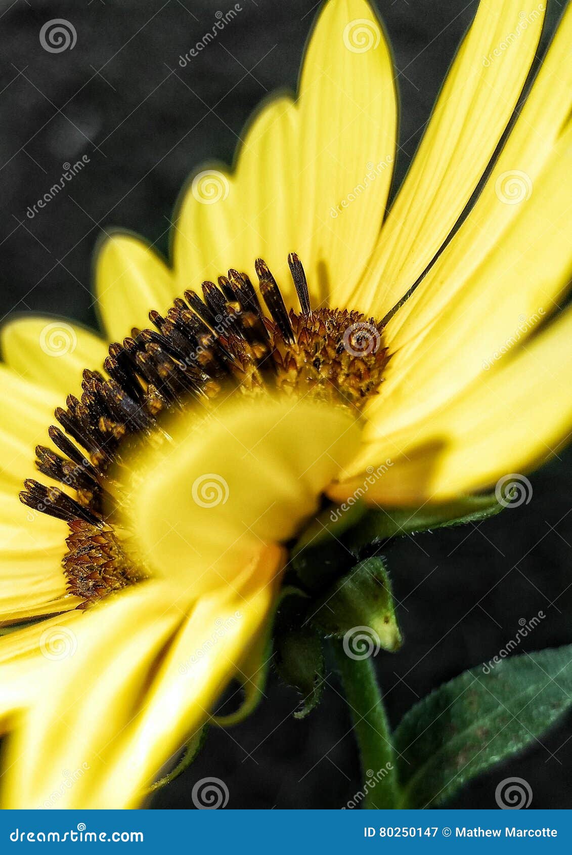 Side sunflower stock image. Image of sunflower, side - 80250147