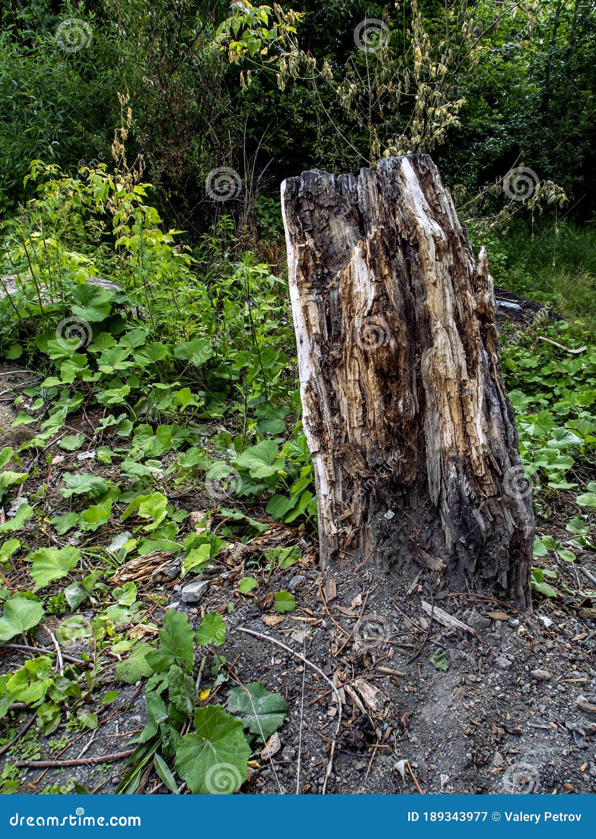 Side Surface of an Old Stump with Cracks and Fractures Stock Image ...