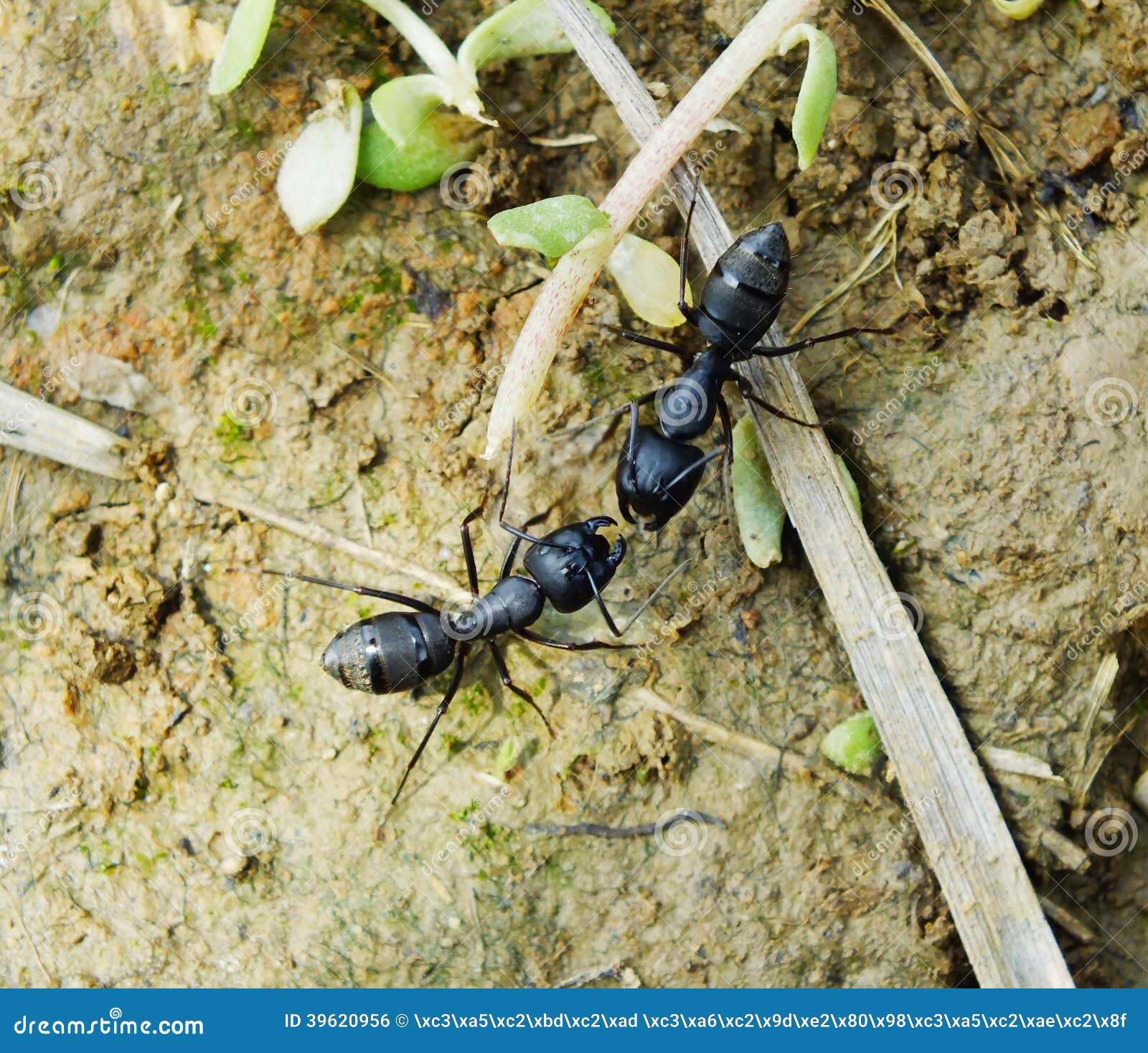 On the Side of the Two Ants Stock Photo - Image of closeup, disputes ...