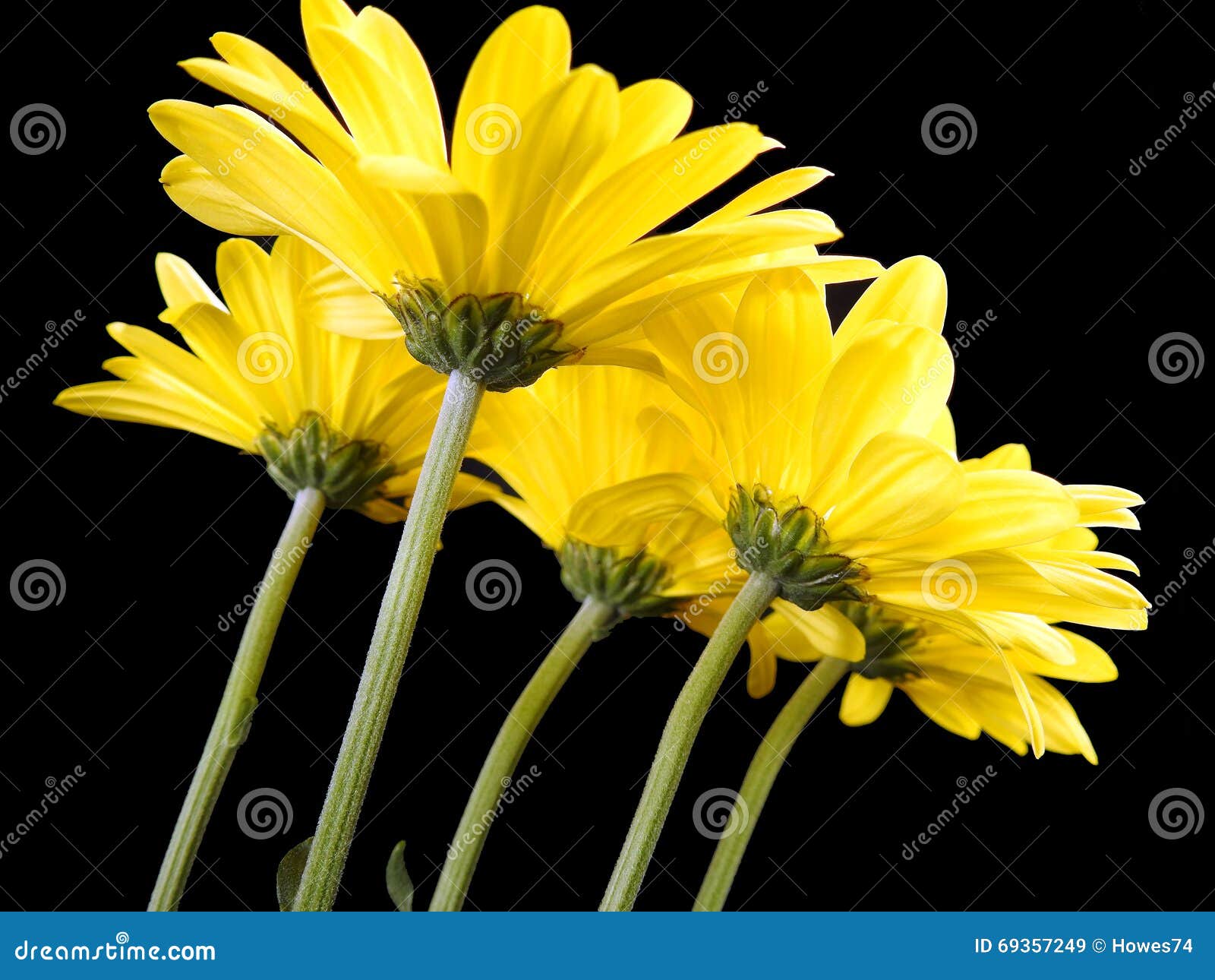 Side Up Shot View of Yellow Daisies Daisy Stock Image - Image of shot ...