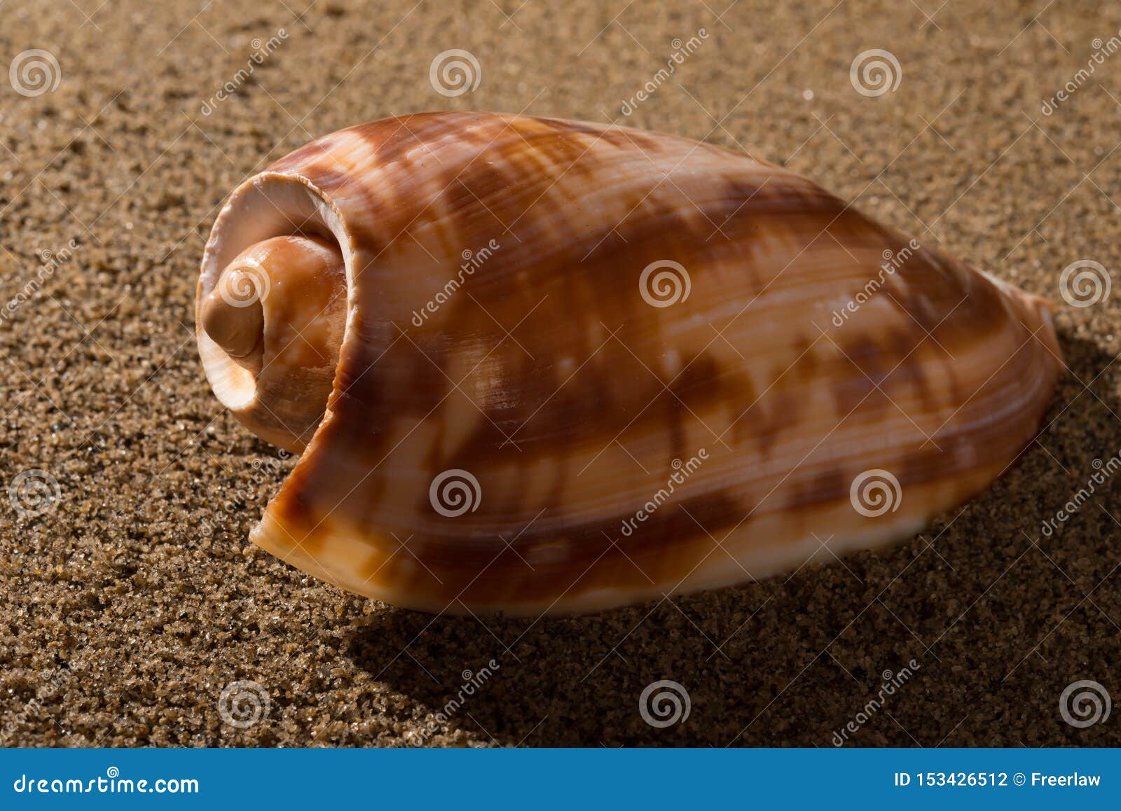 Conch shell on sand stock photo. Image of decorative - 153426512