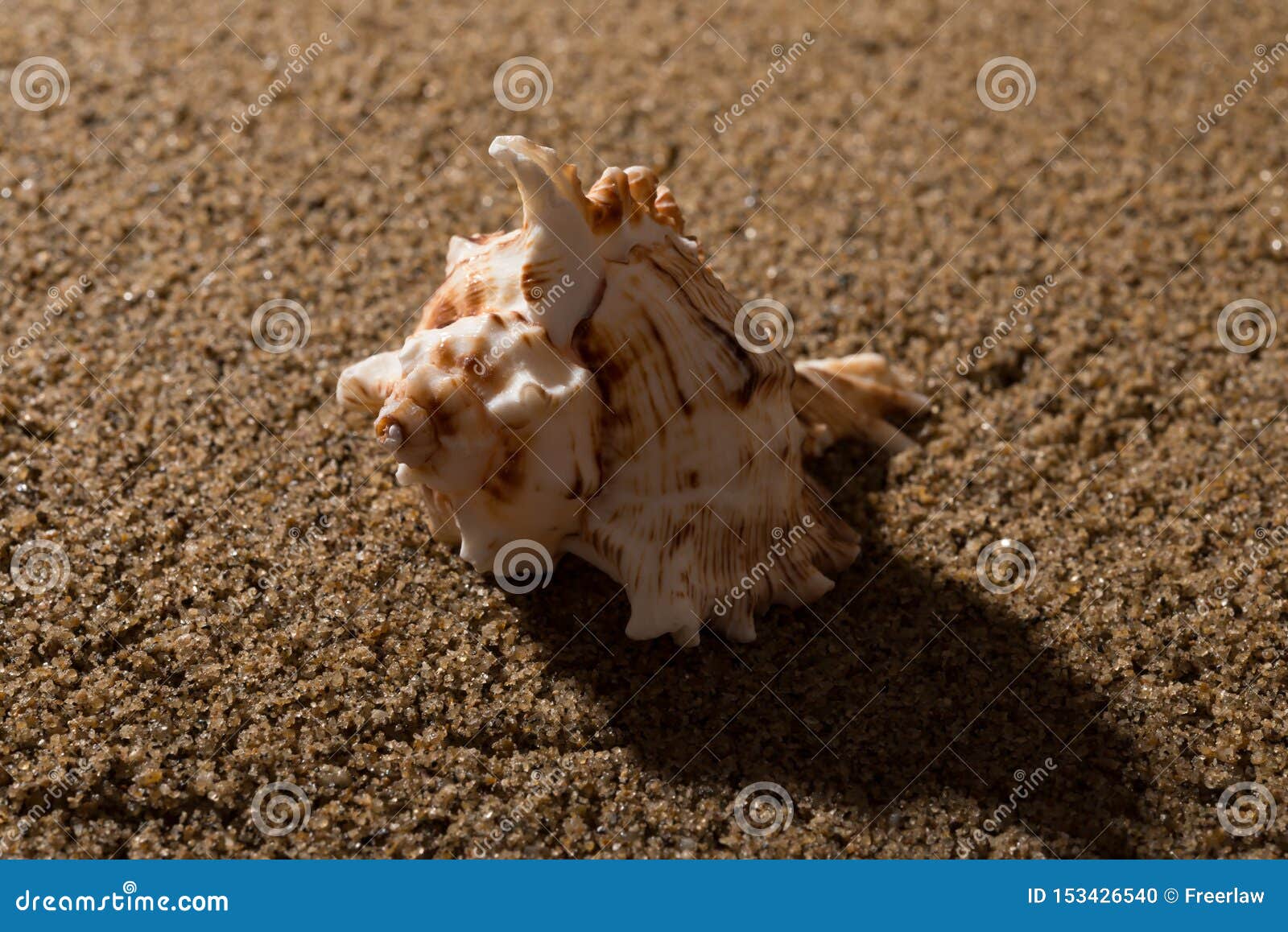 Conch shell on sand stock photo. Image of nature, mollusc - 153426540