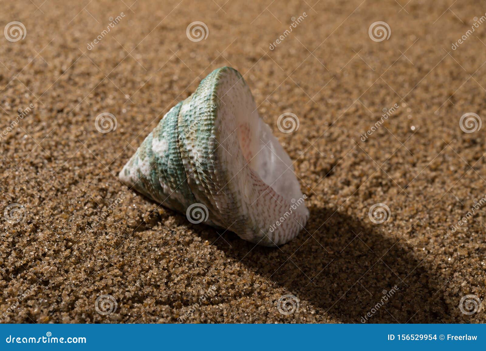 Conch shell on sand stock photo. Image of cockleshell - 156529954