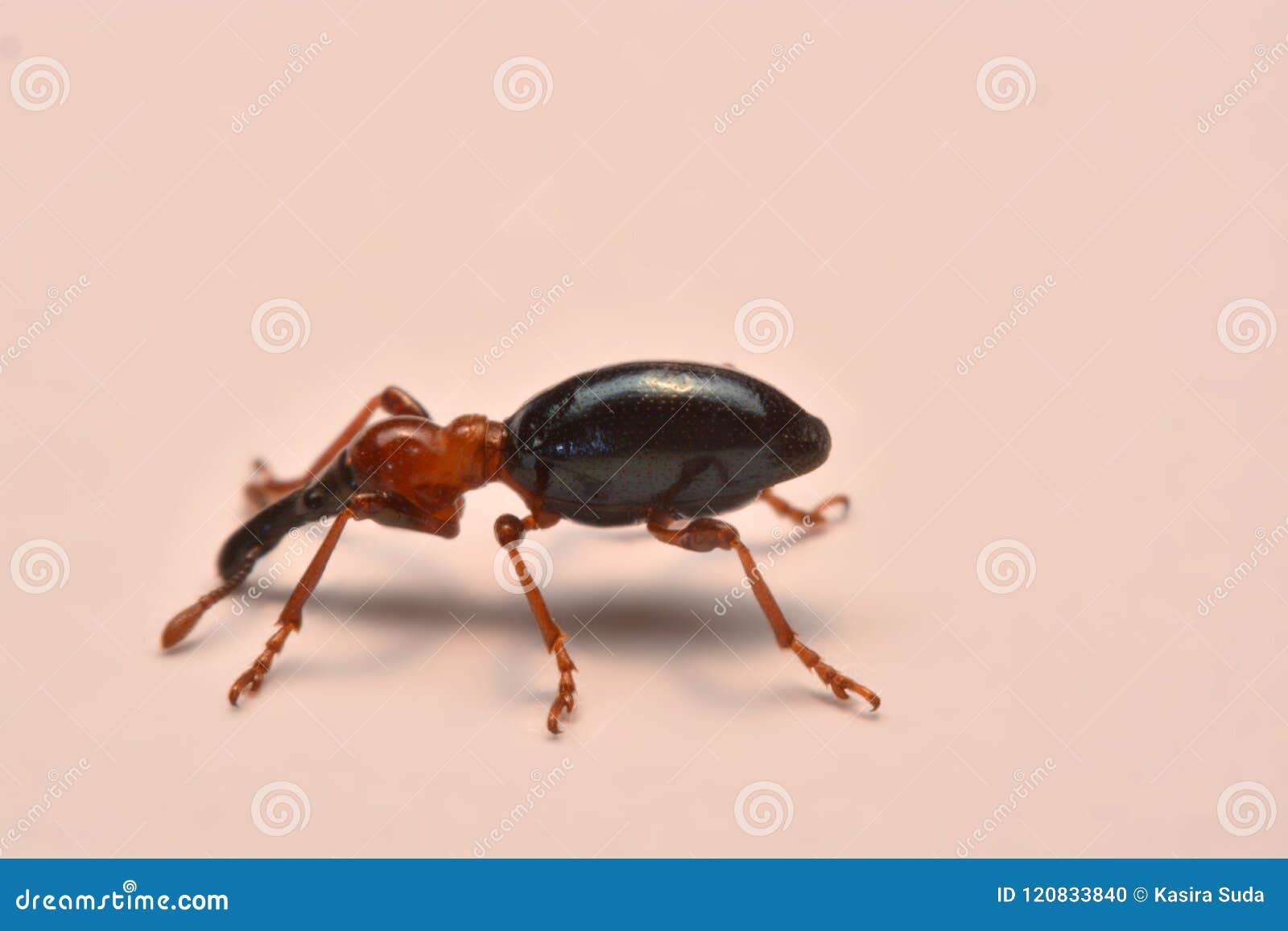 Side View of an Acorn Weevil, Curculio Glandium, Weevil Small Be Stock ...