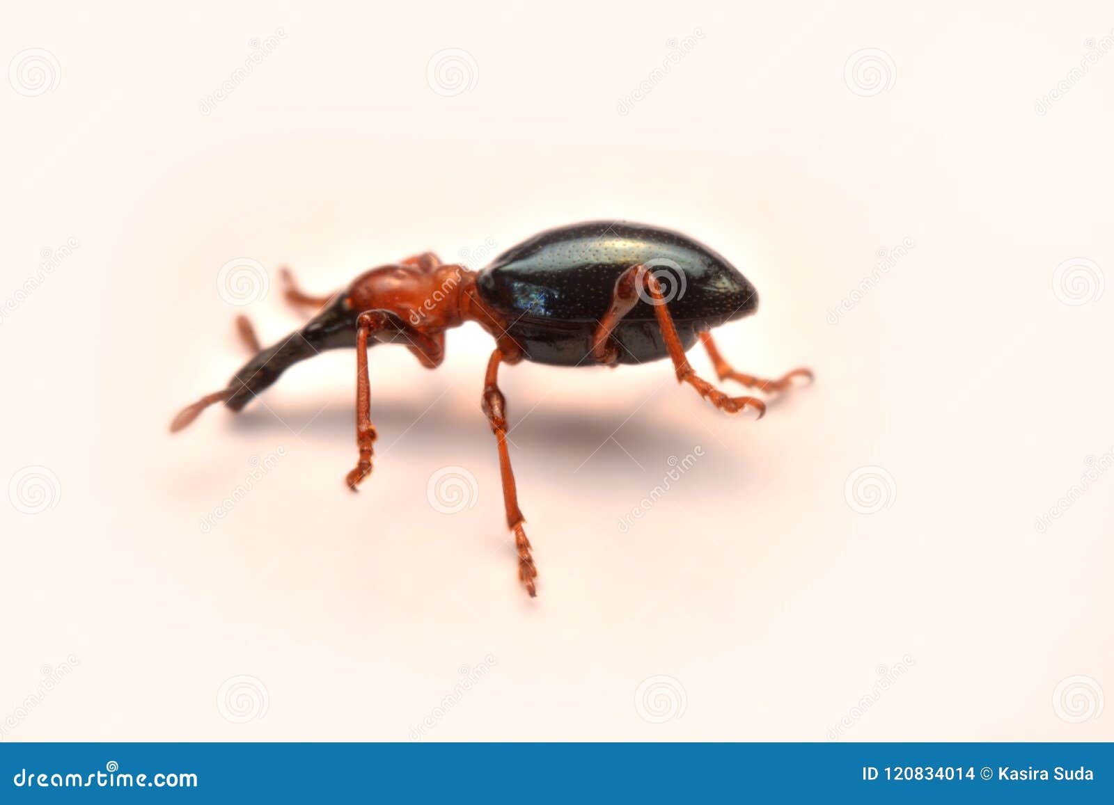 Side View of an Acorn Weevil, Curculio Glandium, Weevil Small Be Stock ...