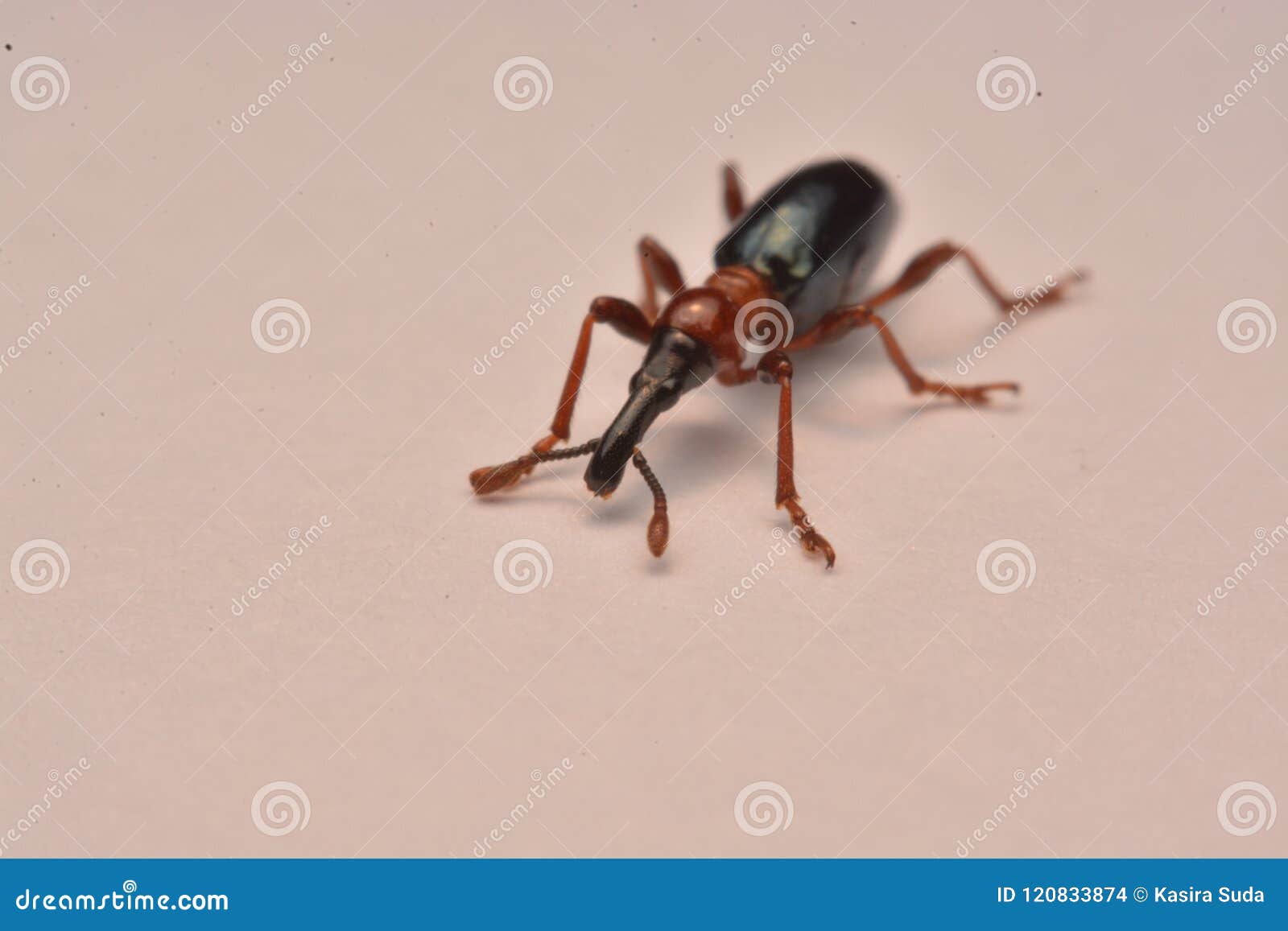 Side View of an Acorn Weevil, Curculio Glandium, Weevil Small Be Stock ...