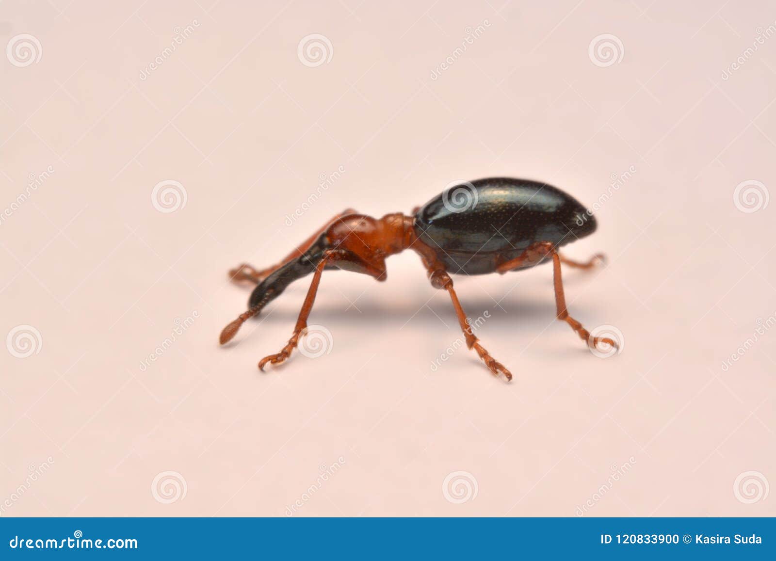 Side View of an Acorn Weevil, Curculio Glandium, Weevil Small Be Stock ...