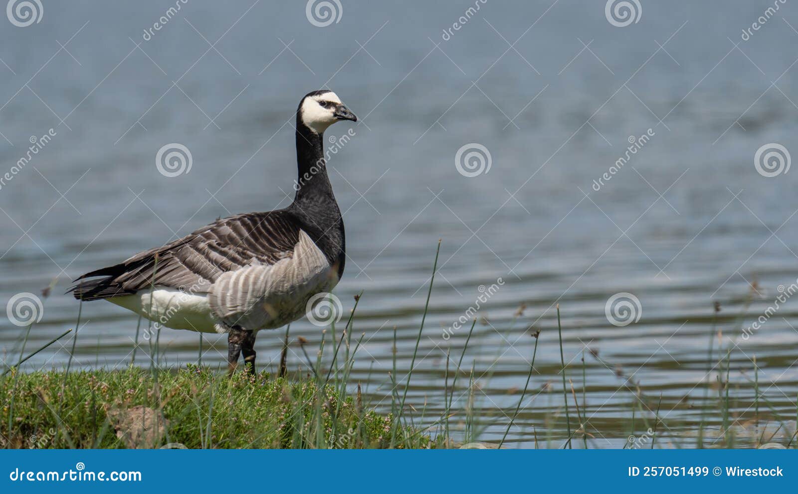 Side View of Adorable Barnacle Goose Standing on the Lake Shore Stock ...