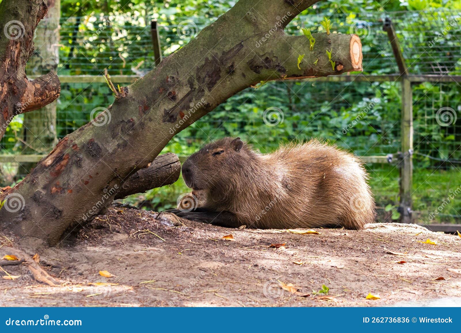 Side View of Adorable Capybara Lying Under a Tree in the Zoo Stock ...