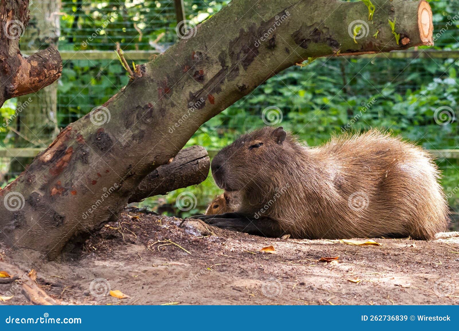 Capybara Side View Stock Image | CartoonDealer.com #108911311