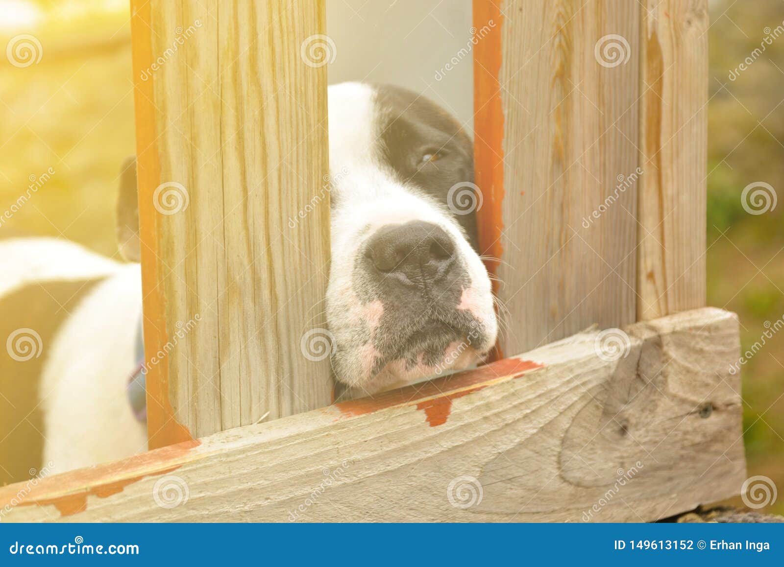 Side View of Adorable Dog`s Face Pass through Sliding Door Frame ...