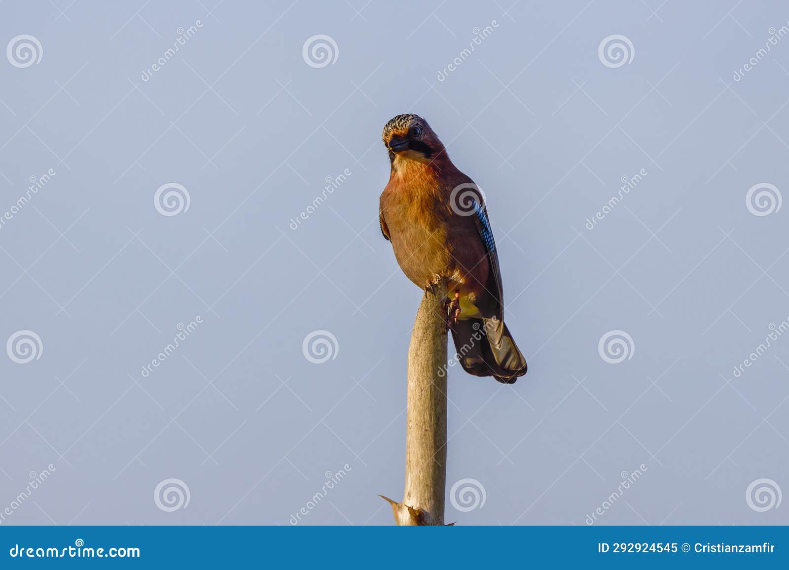 Side View of Adorable Eurasian Jay on Tree Branch Stock Image - Image ...
