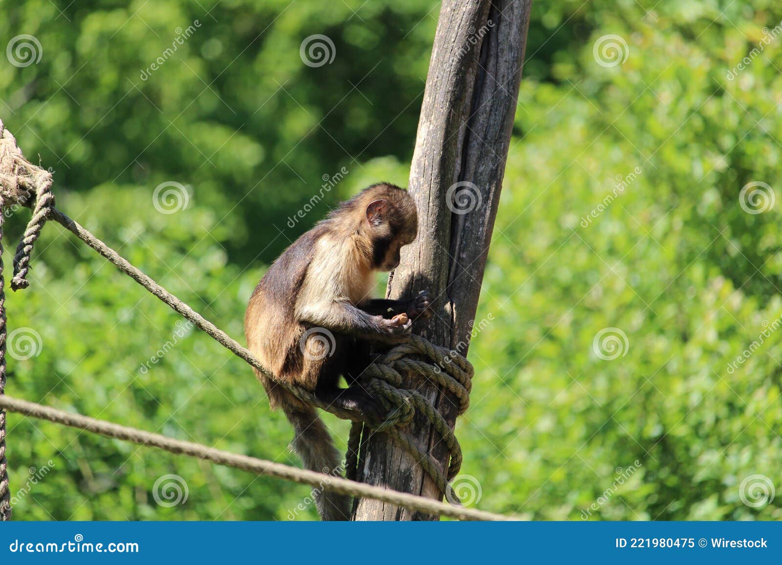 Side View of an Adorable Furry Monkey Sitting on the Tree Stock Image ...