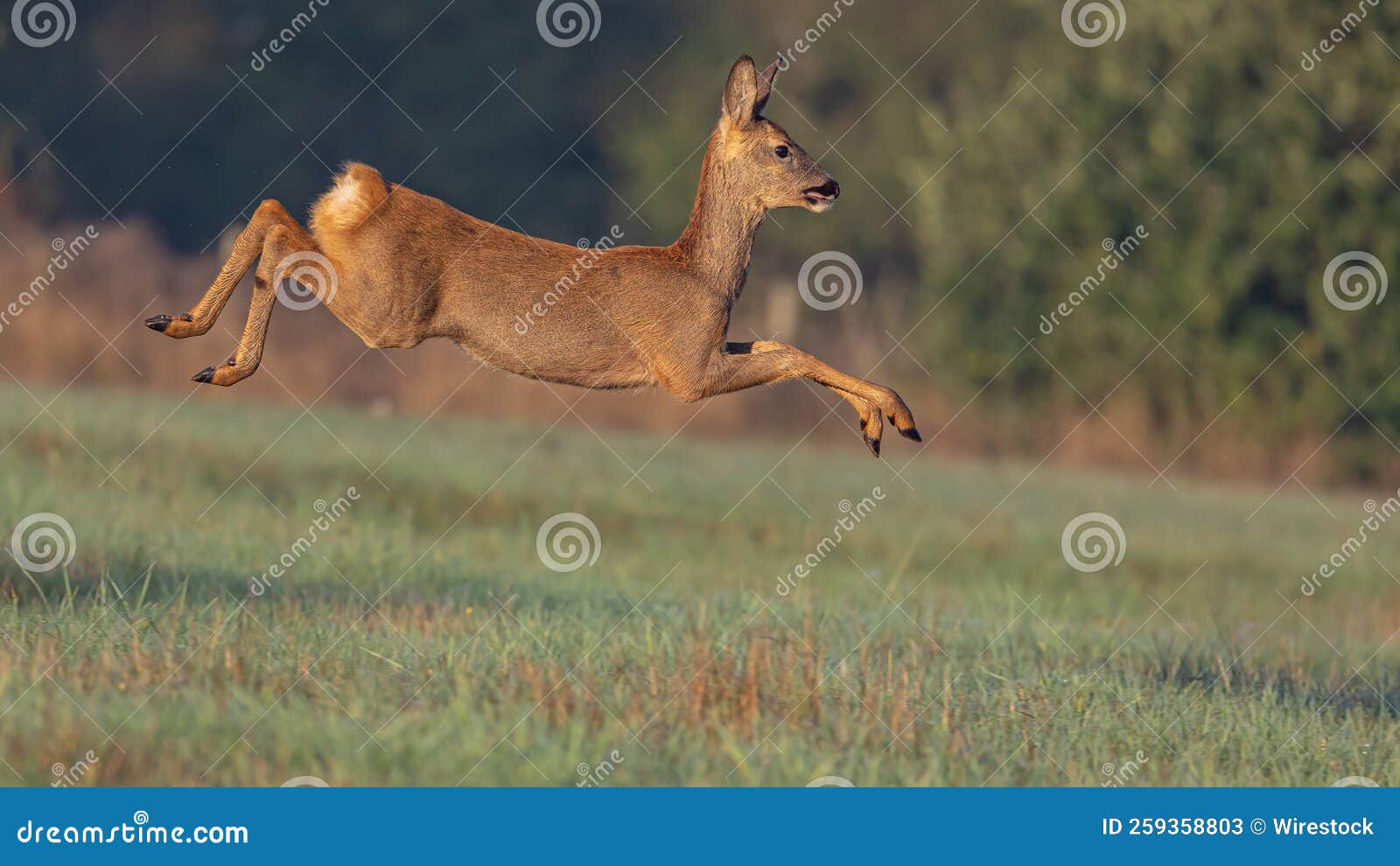 Side View of Adorable Roe Deer Leaping Above the Green Grass in the ...