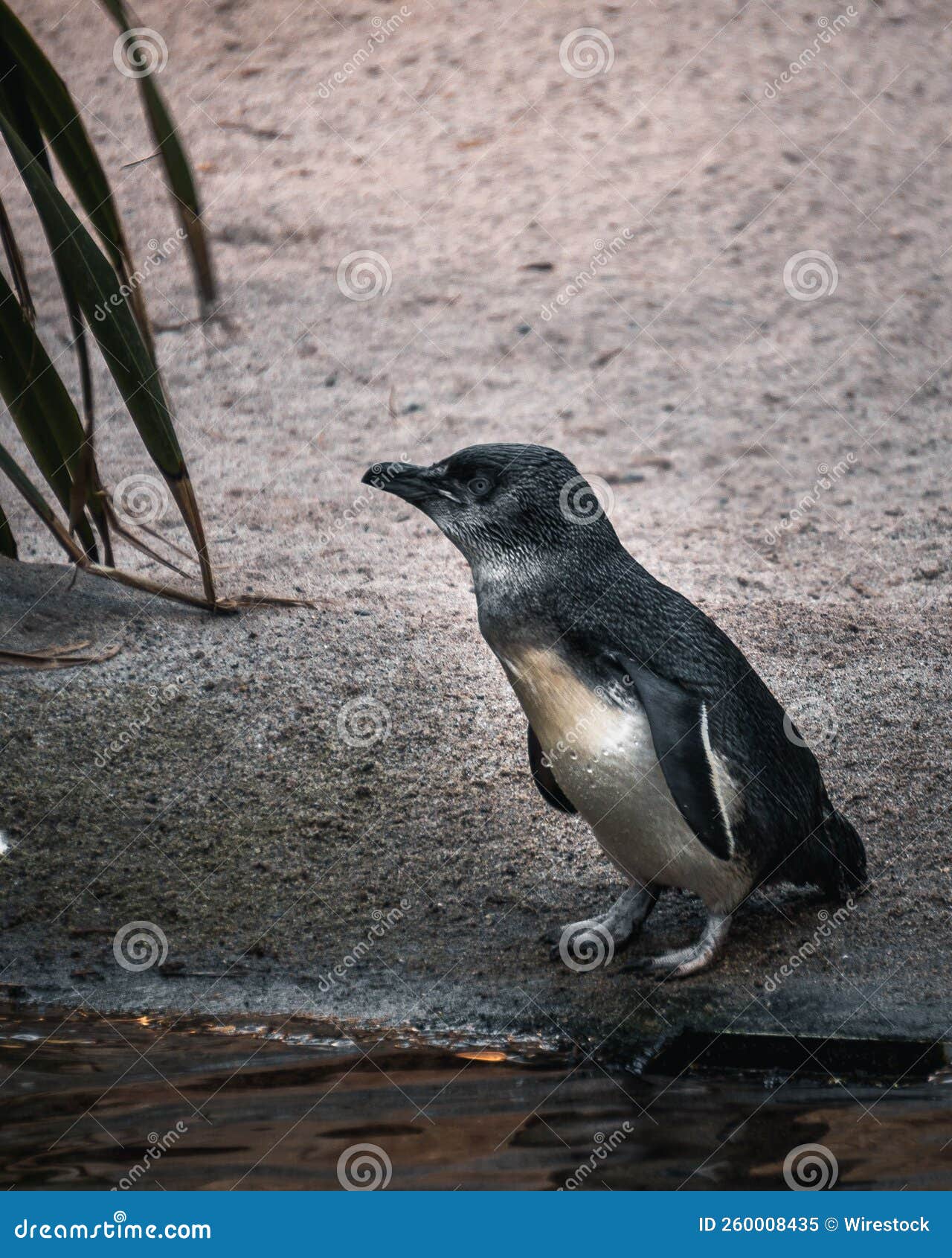 Side View of Adorable White-flippered Penguin on the Shore Stock Image ...