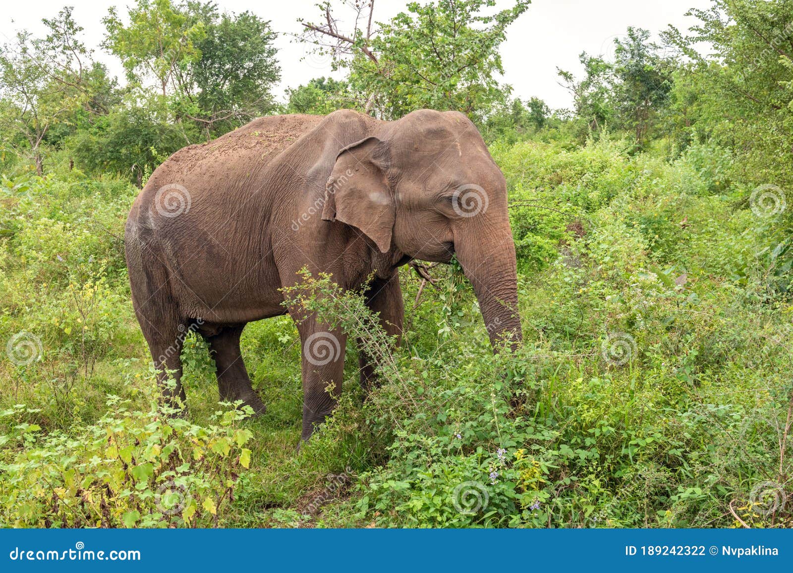 Side View of an Adult Ceylon Elephant Elephas Maximus Maximus, Sri ...