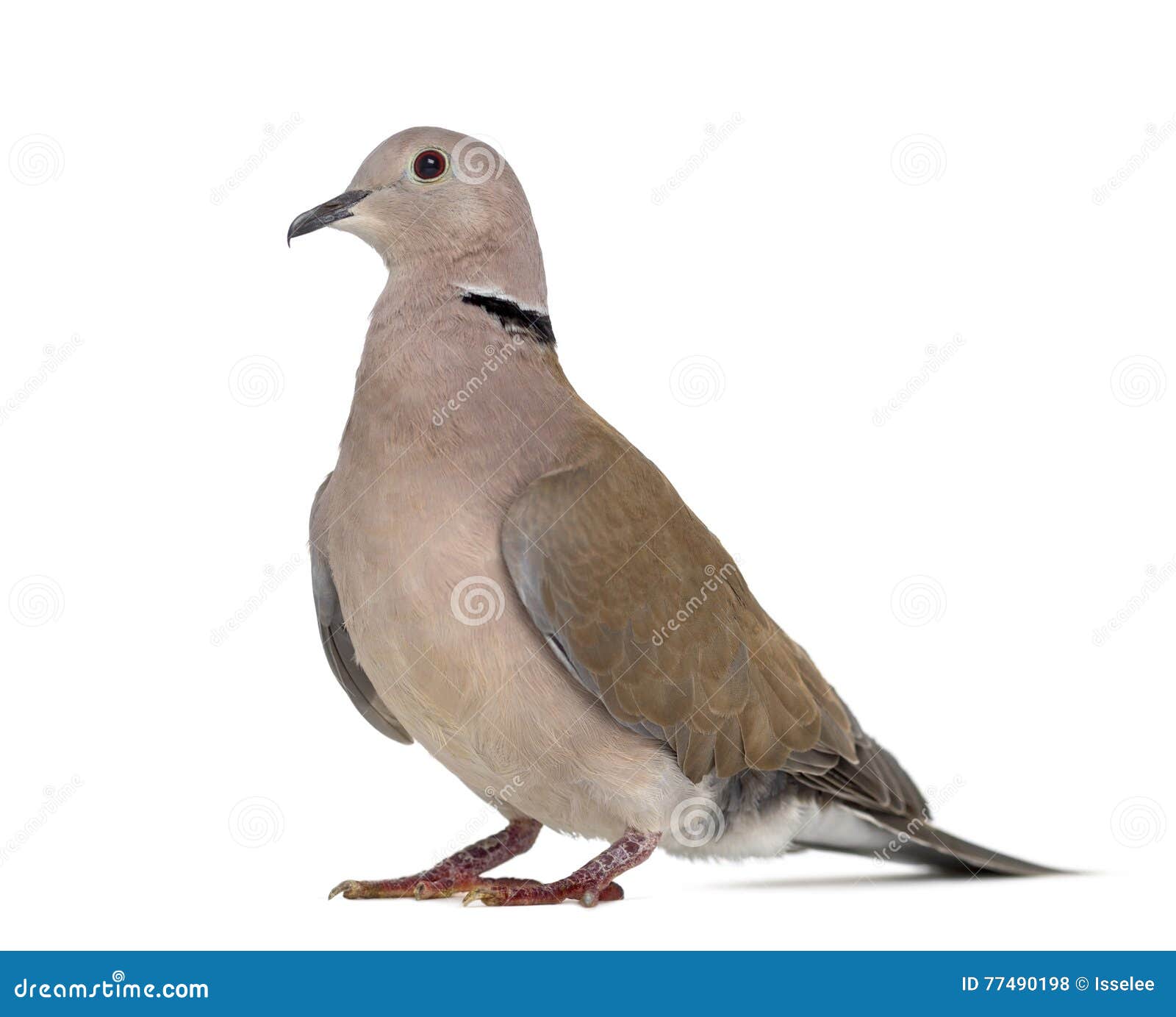 Side View of an African Collared Dove Stock Photo - Image of ...