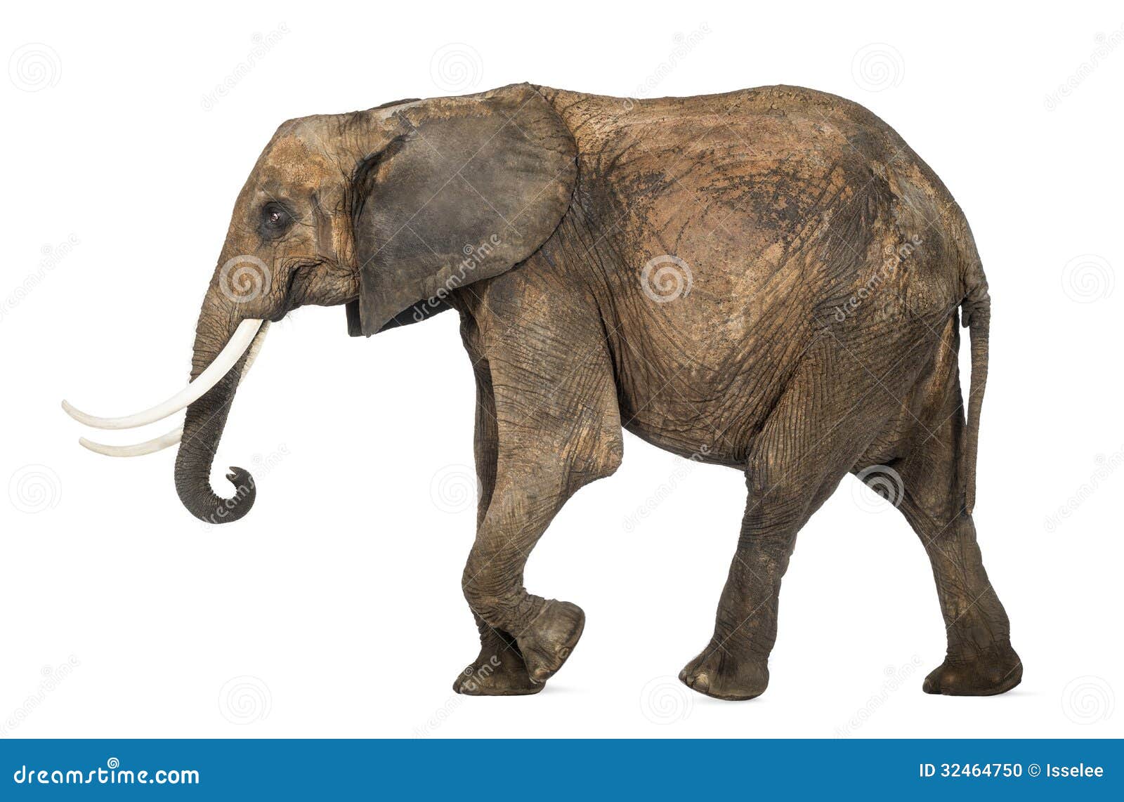Side View of an African Elephant, Isolated Stock Photo - Image of shot ...