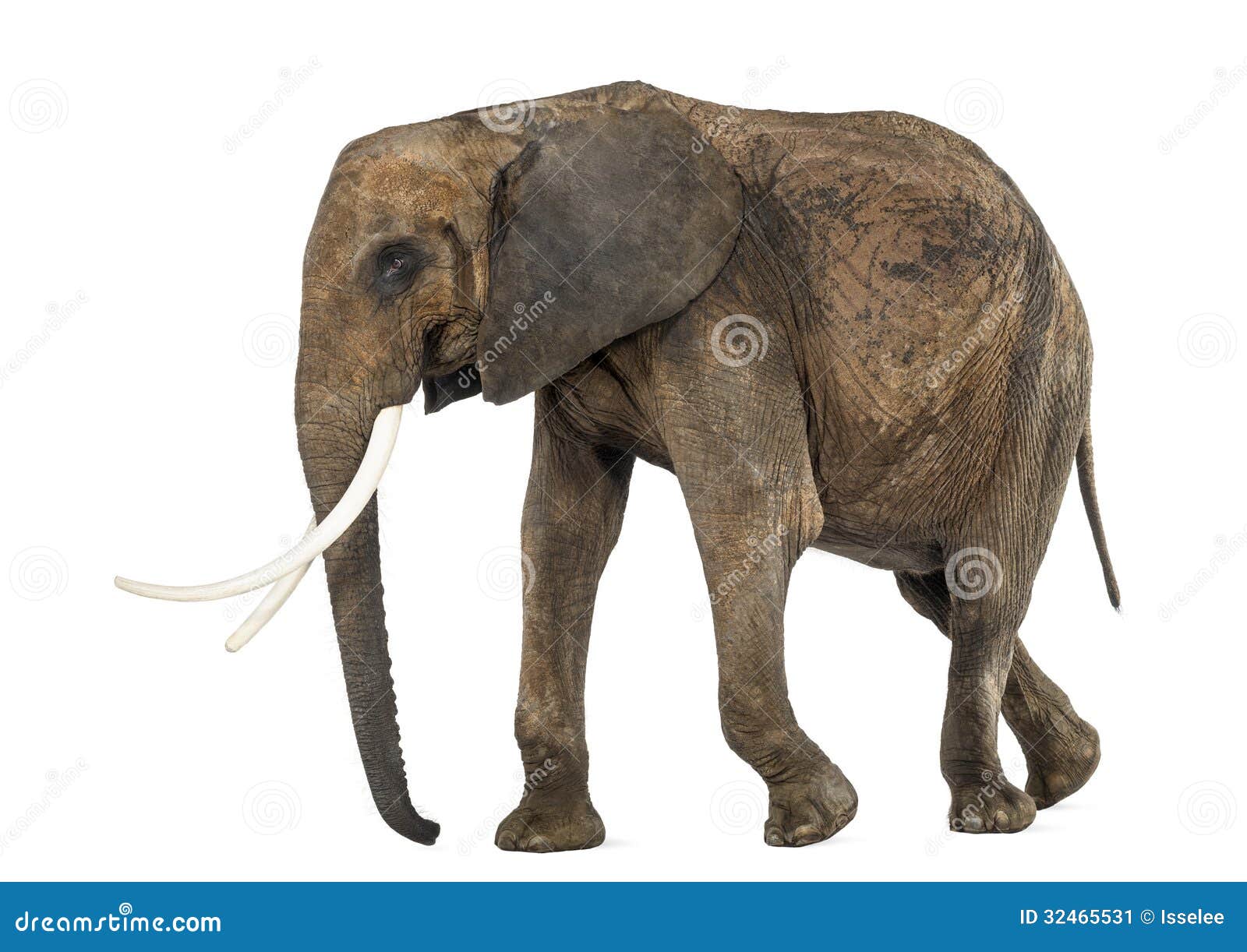 Side View of an African Elephant, Isolated Stock Image - Image of ...