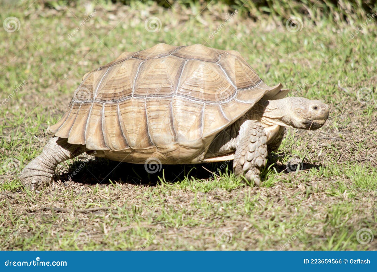 This is a Side View of a African Spurred Tortoise Stock Photo - Image ...