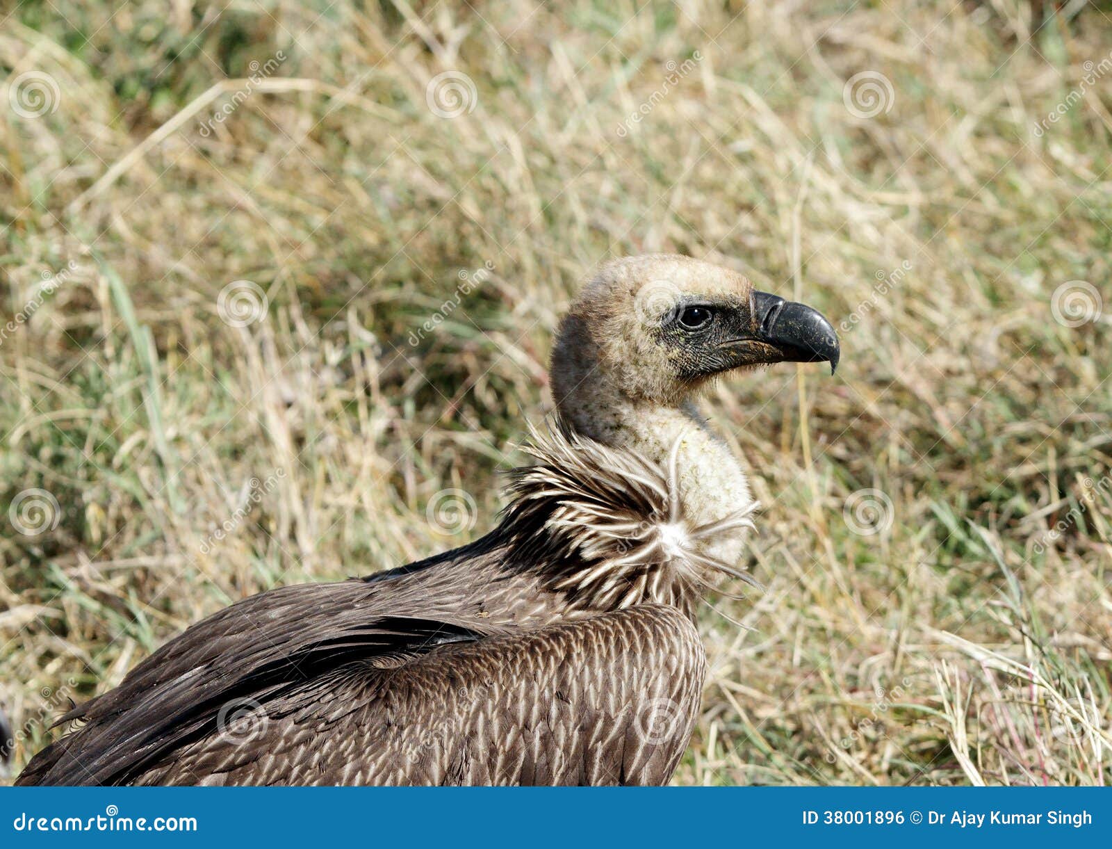 Side View of African White-backed Vulture Stock Photo - Image of ...