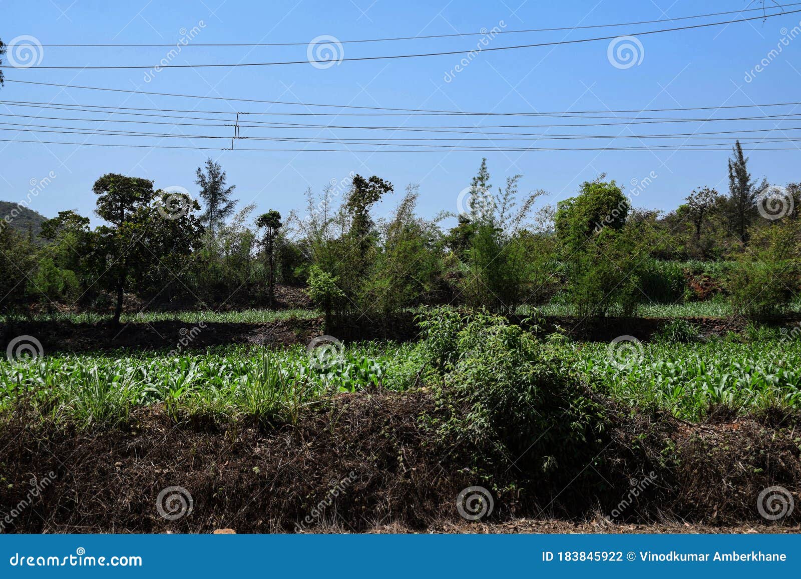 Side View of an Agricultural Field in India Stock Photo - Image of ...