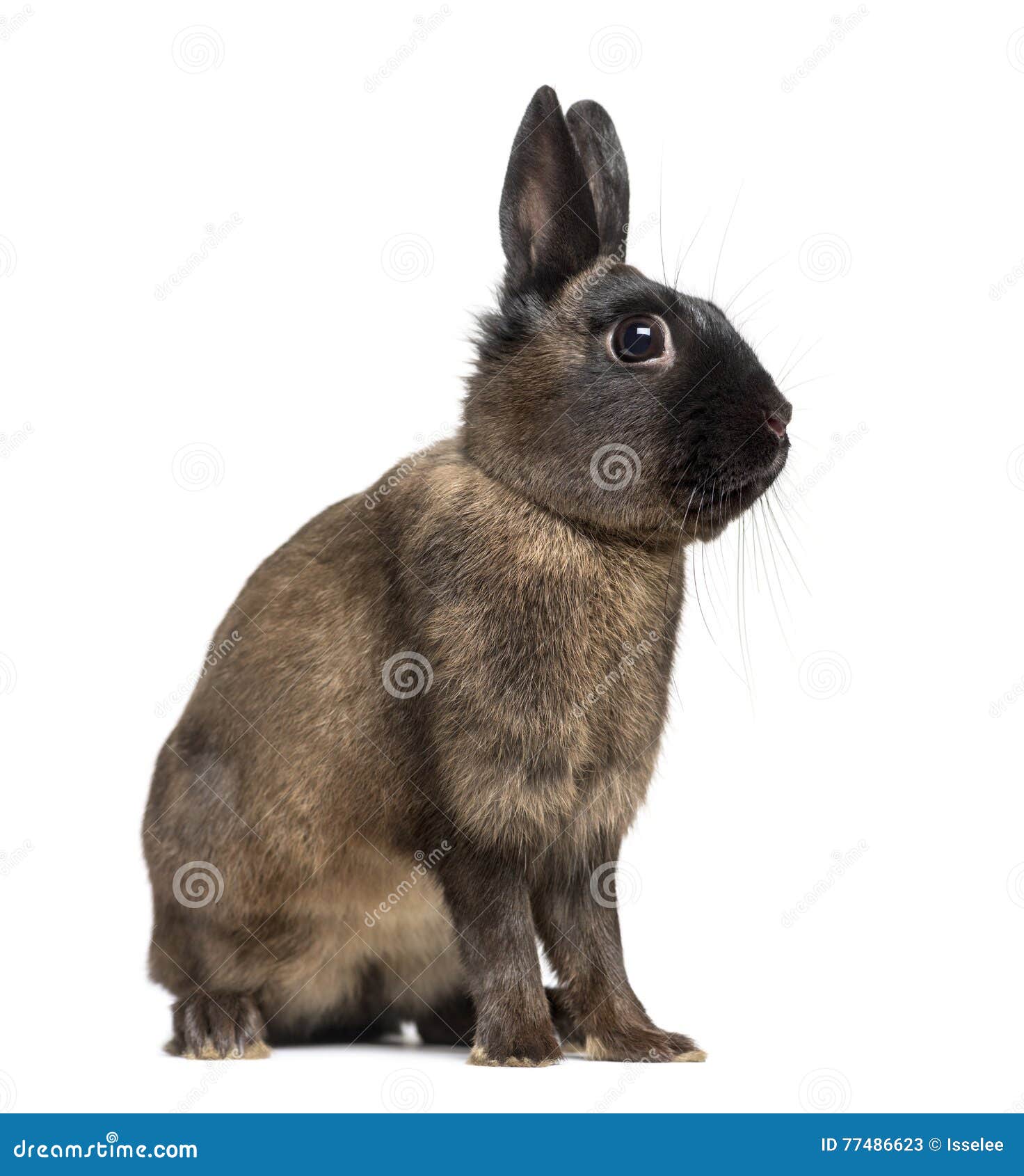 Side View of an Alaska Rabbit Stock Image - Image of vertebrate, white ...