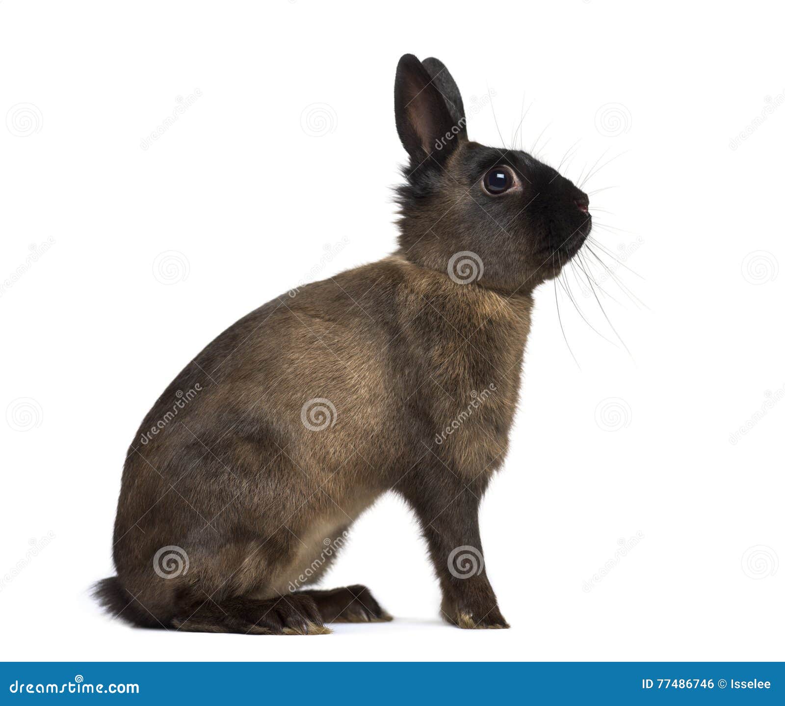 Side View of an Alaska Rabbit Stock Photo - Image of view, profile ...
