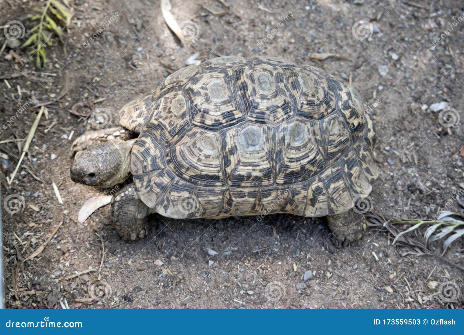 This is a Side View of a Aldabra Giant Tortoise Stock Image - Image of ...