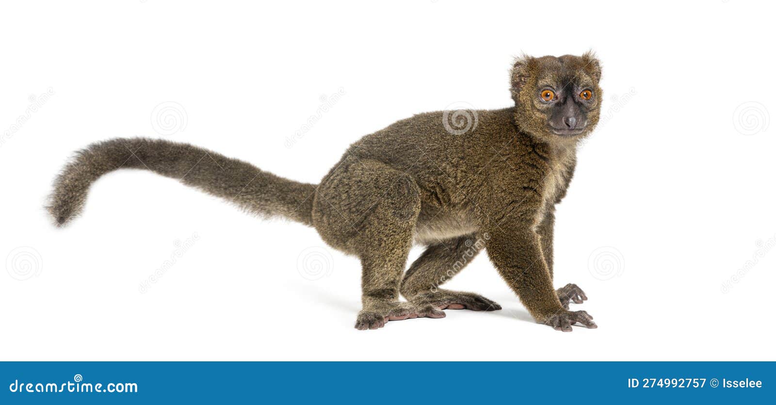 Side View of an Alert Greater Bamboo Lemur, Prolemur Simus, Isolated on ...