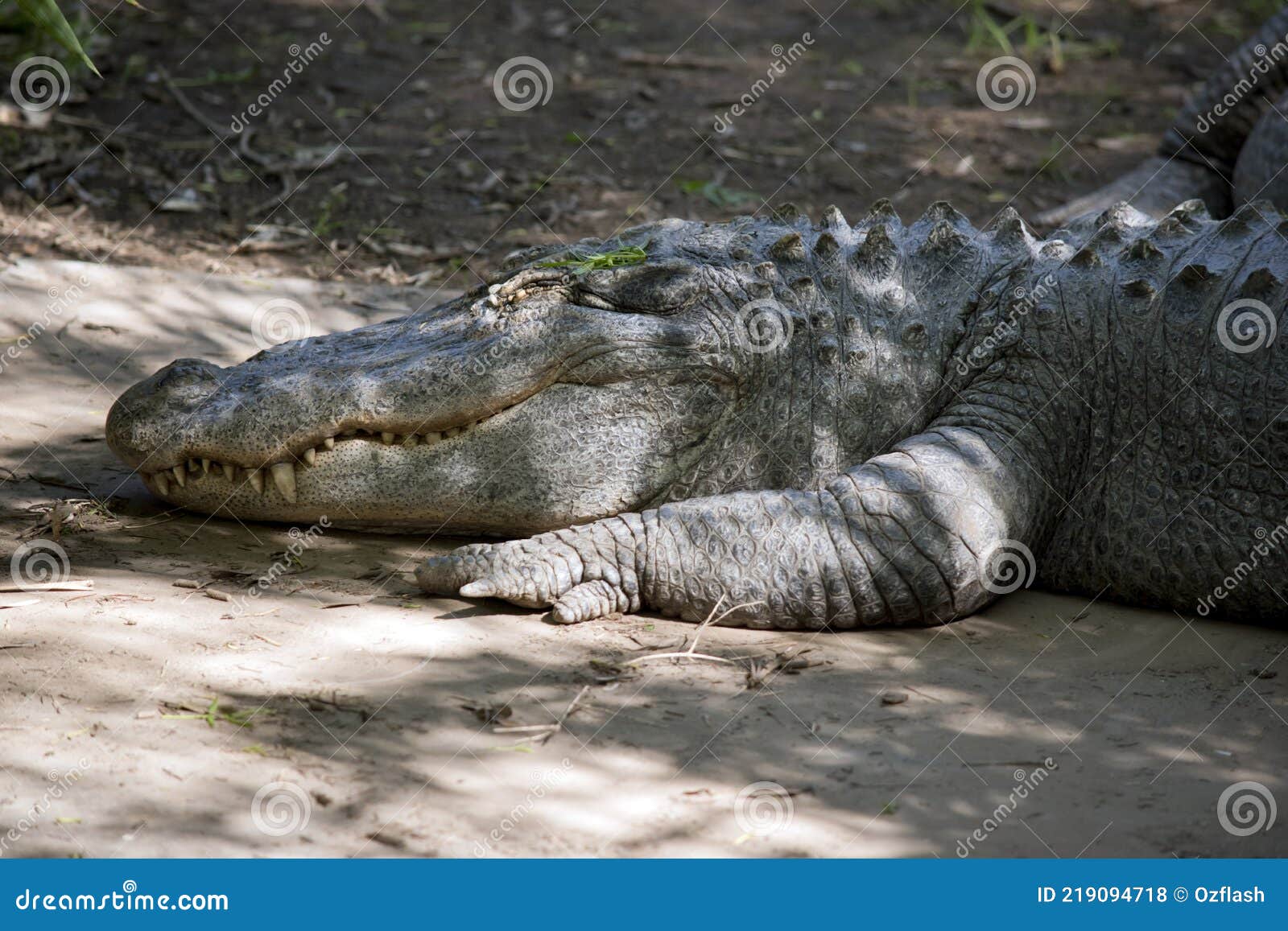 This is a Side View of an Alligator Stock Photo - Image of reptile ...